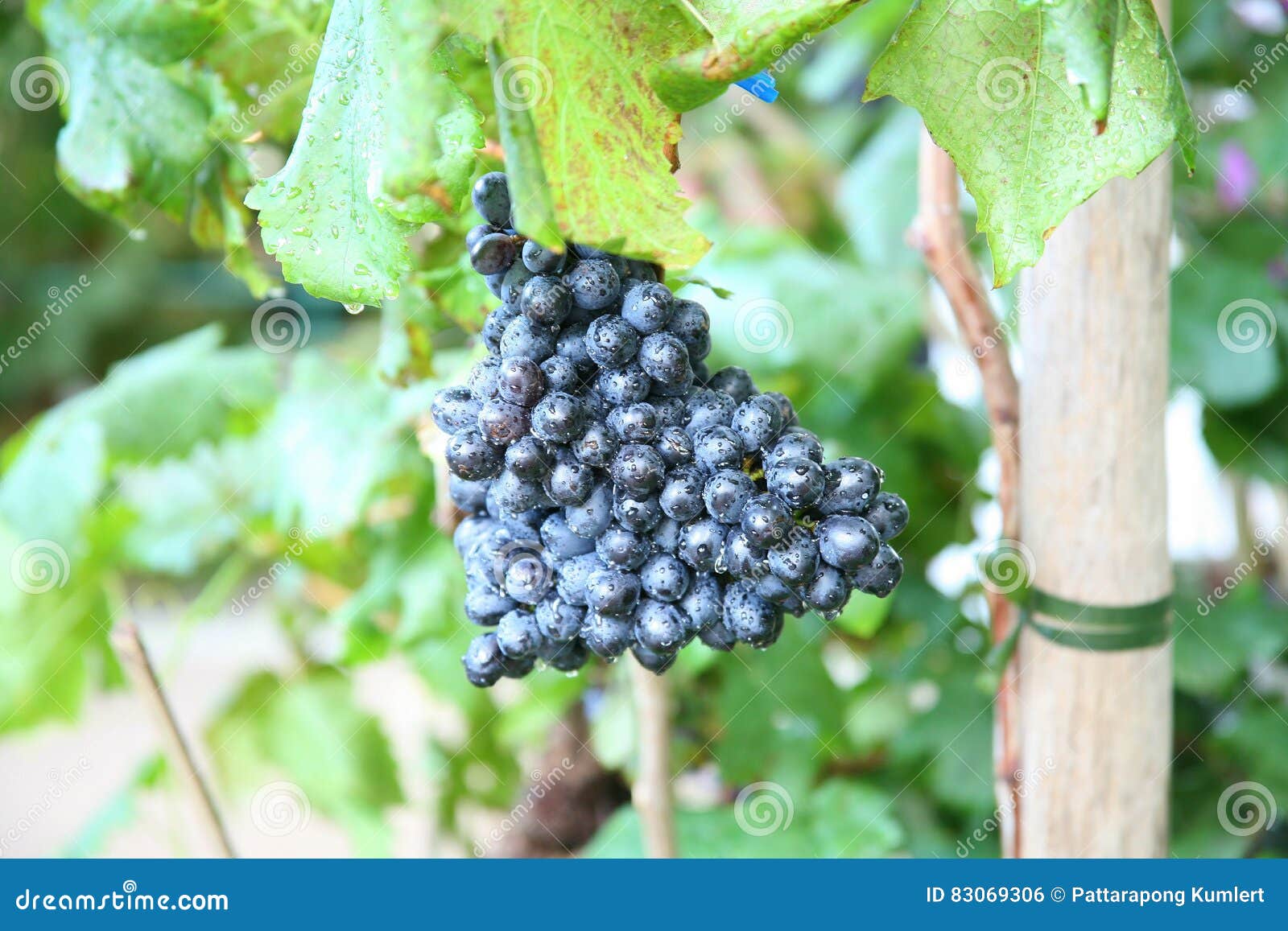 Purple grape varieties stock photo. Image of vine, fruit - 83069306