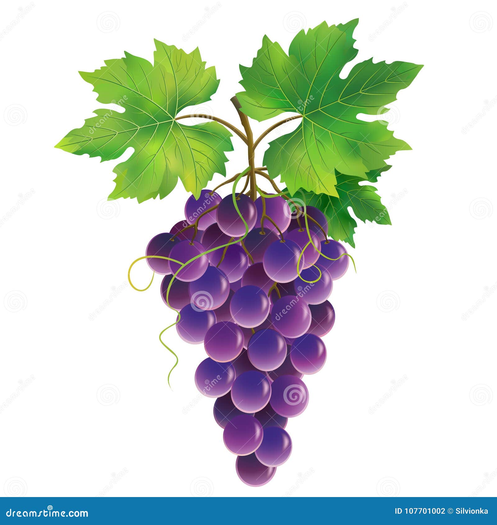 Purple Grape Icon Set. Fruits Group Vector Illustration. Different ...