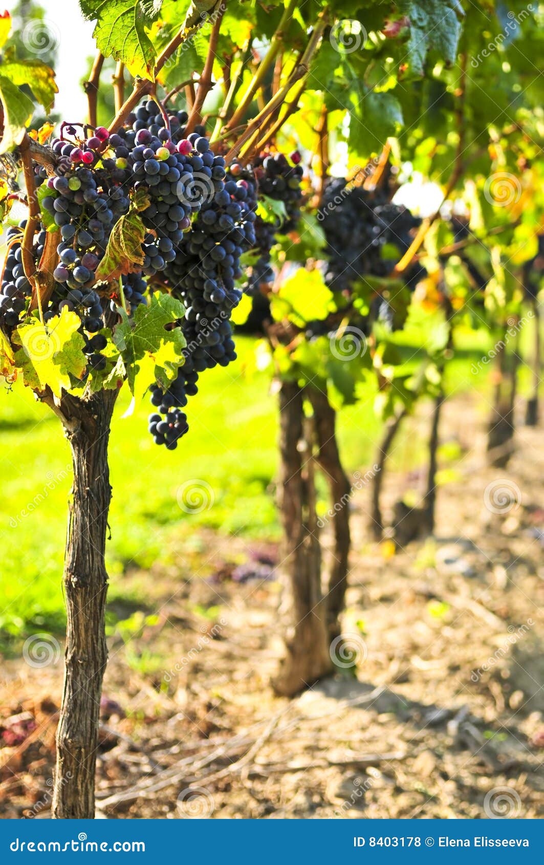 Purple grapes stock photo. Image of horticultural, fields - 8403178