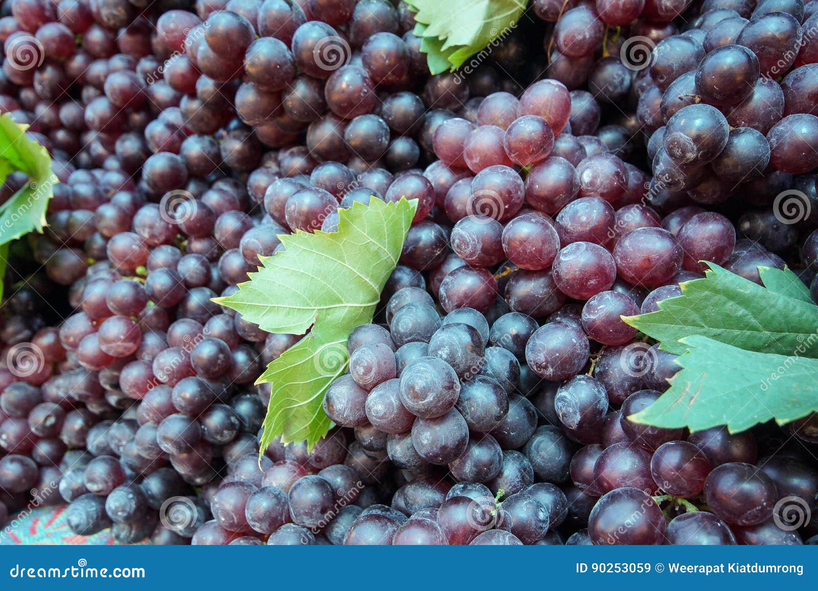 Purple grapes stock image. Image of green, wine, food - 90253059
