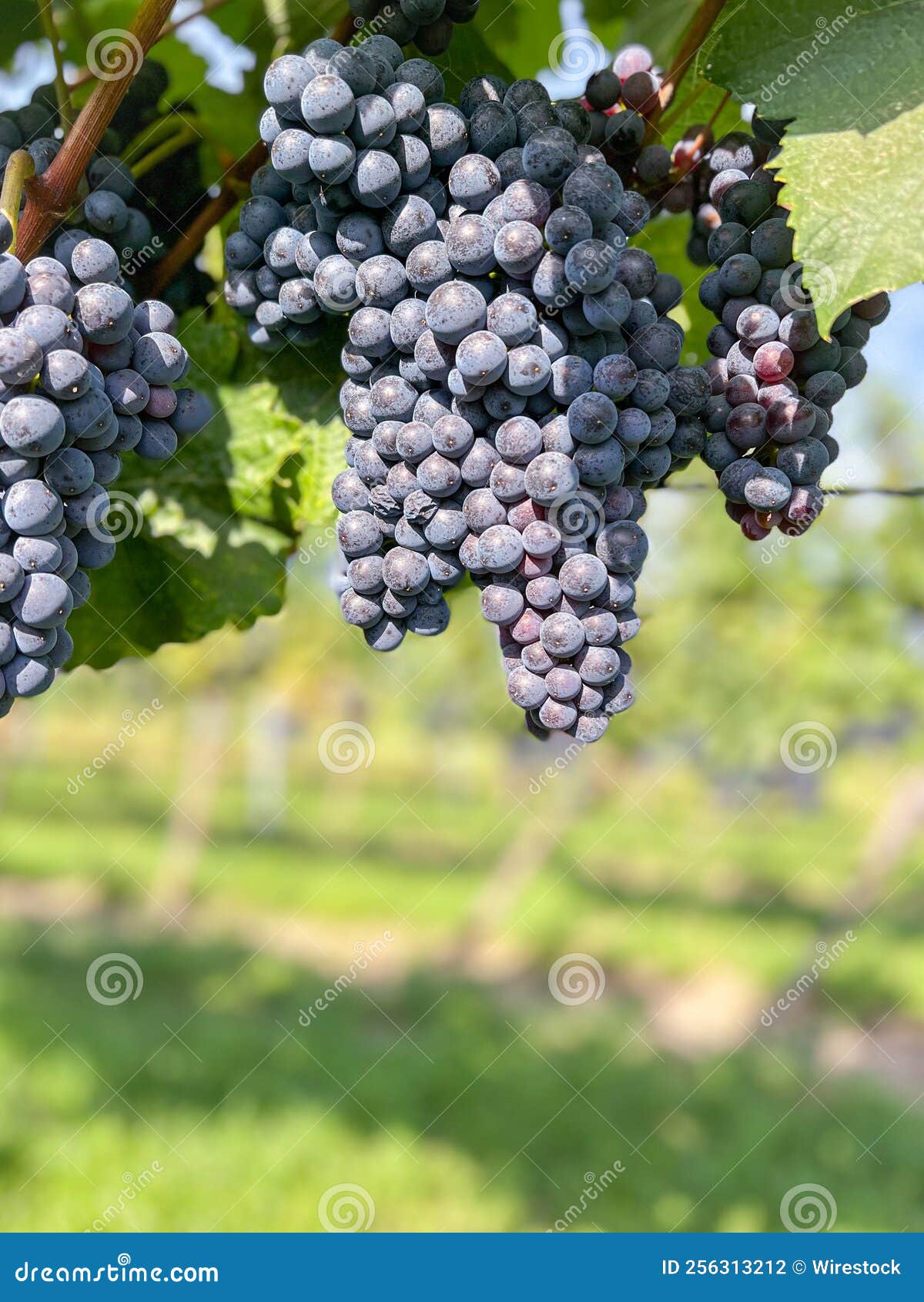 Purple Grapes Growing in the Vineyard. Stock Photo - Image of outdoors ...