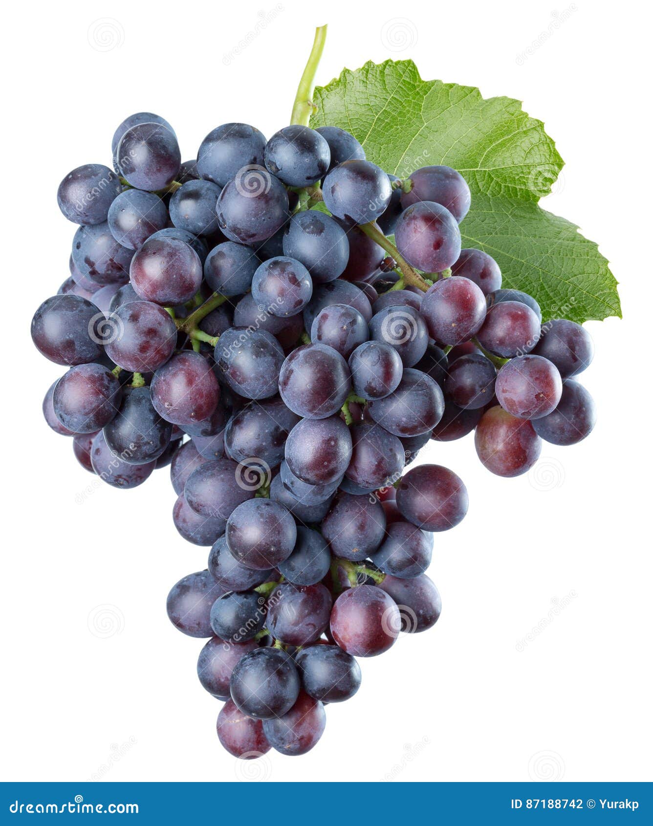 Purple Grapes Isolated on a White Background Stock Photo - Image of ...
