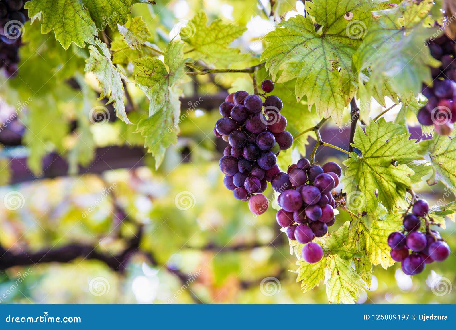 Purple Grapes on Tree at the Summer Stock Image - Image of italy, bunch ...