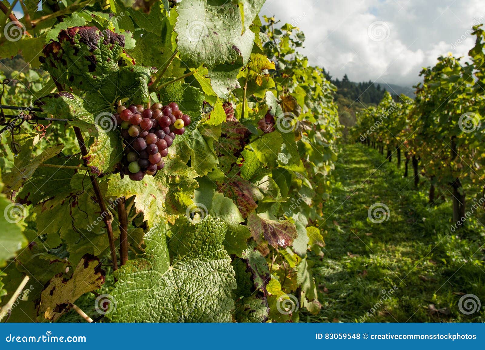 Purple Grapes Tree Under Gray Skt Picture. Image: 83059548