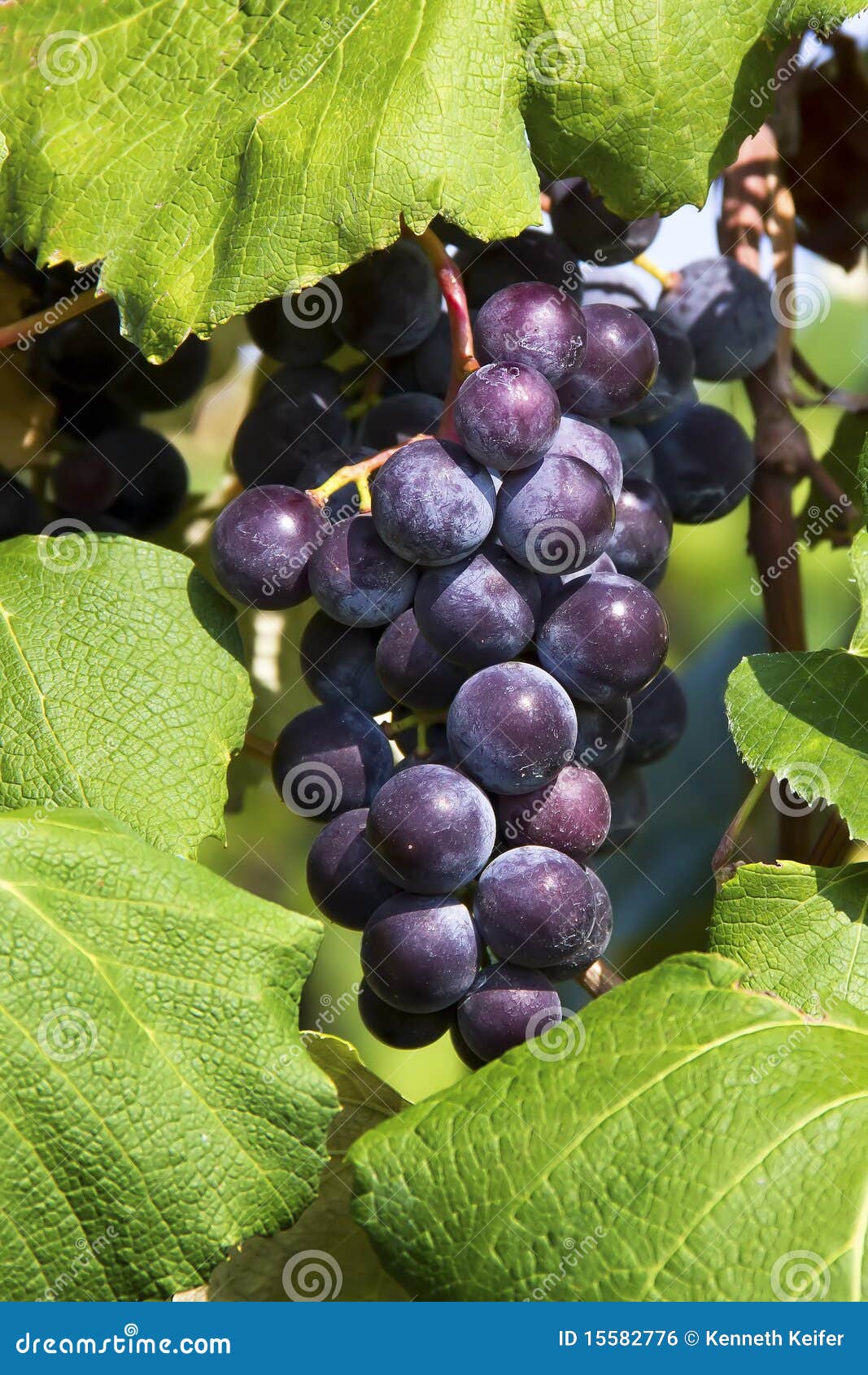 Purple Grapes In Field At Daylight Under Roof Royalty-Free Stock Image ...