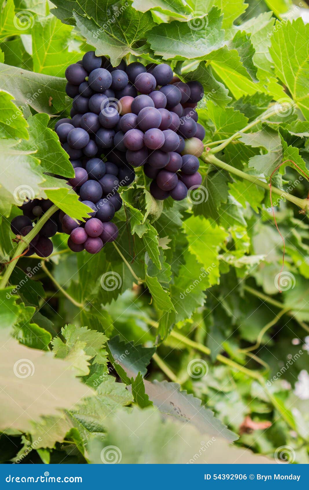 Purple Grapes on the Vine stock photo. Image of fresh - 54392906