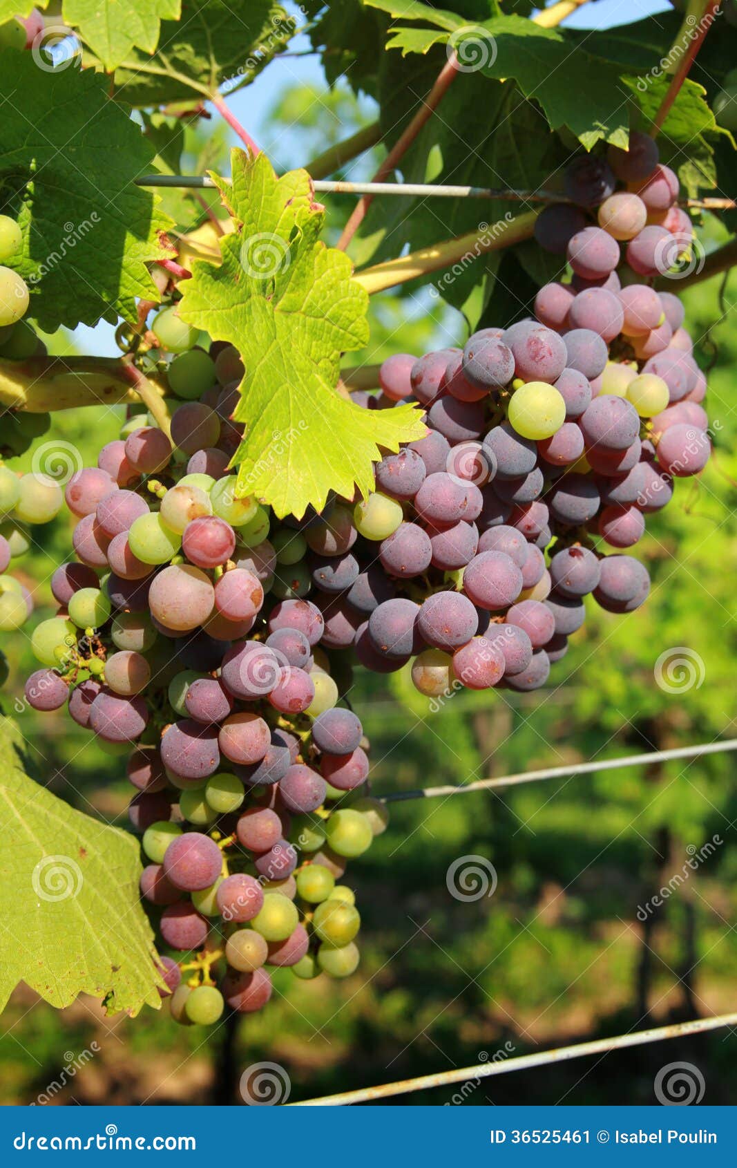 Purple grapes in vine stock image. Image of grape, field - 36525461
