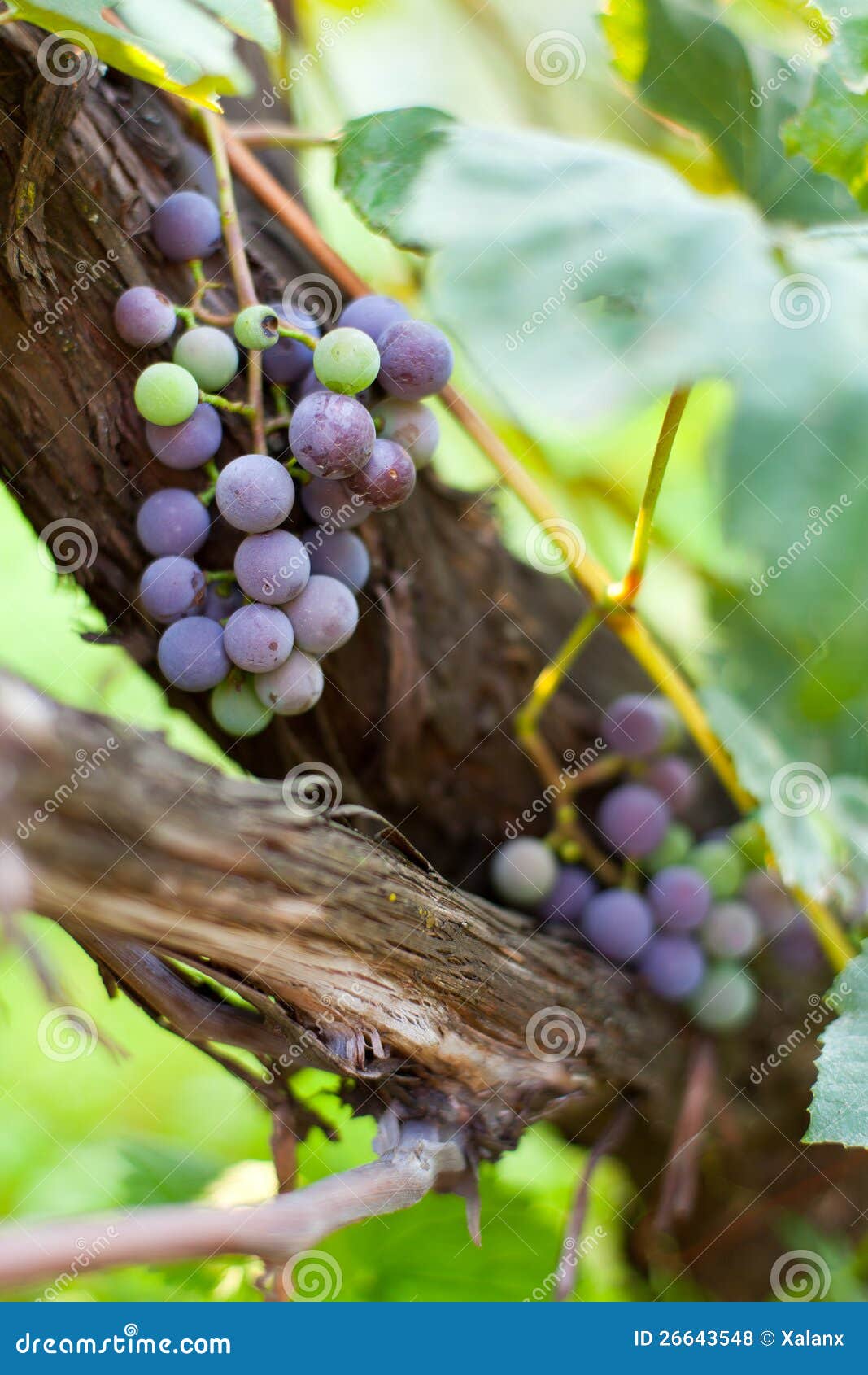 Purple Grapes on a Vine, Closeup Stock Photo - Image of dessert ...