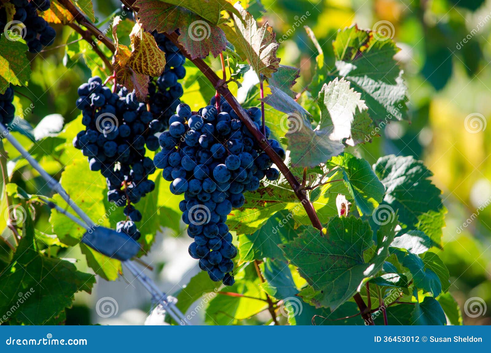 Purple grapes on a vine stock photo. Image of outdoors - 36453012
