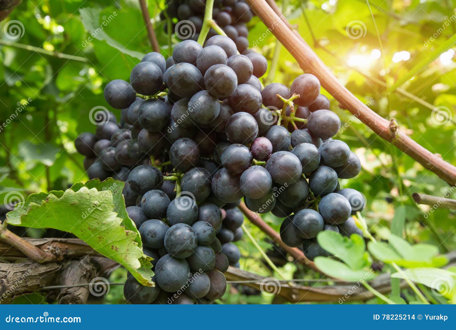 Purple Grapes on Vine in Garden Stock Photo - Image of fruit, vineyard ...