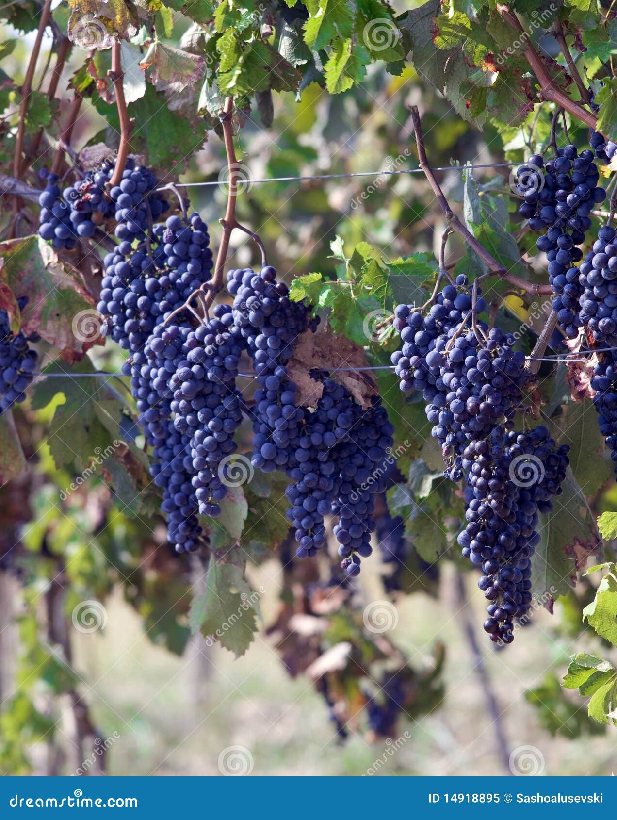 Purple grapes on vines stock image. Image of colour, growing - 14918895