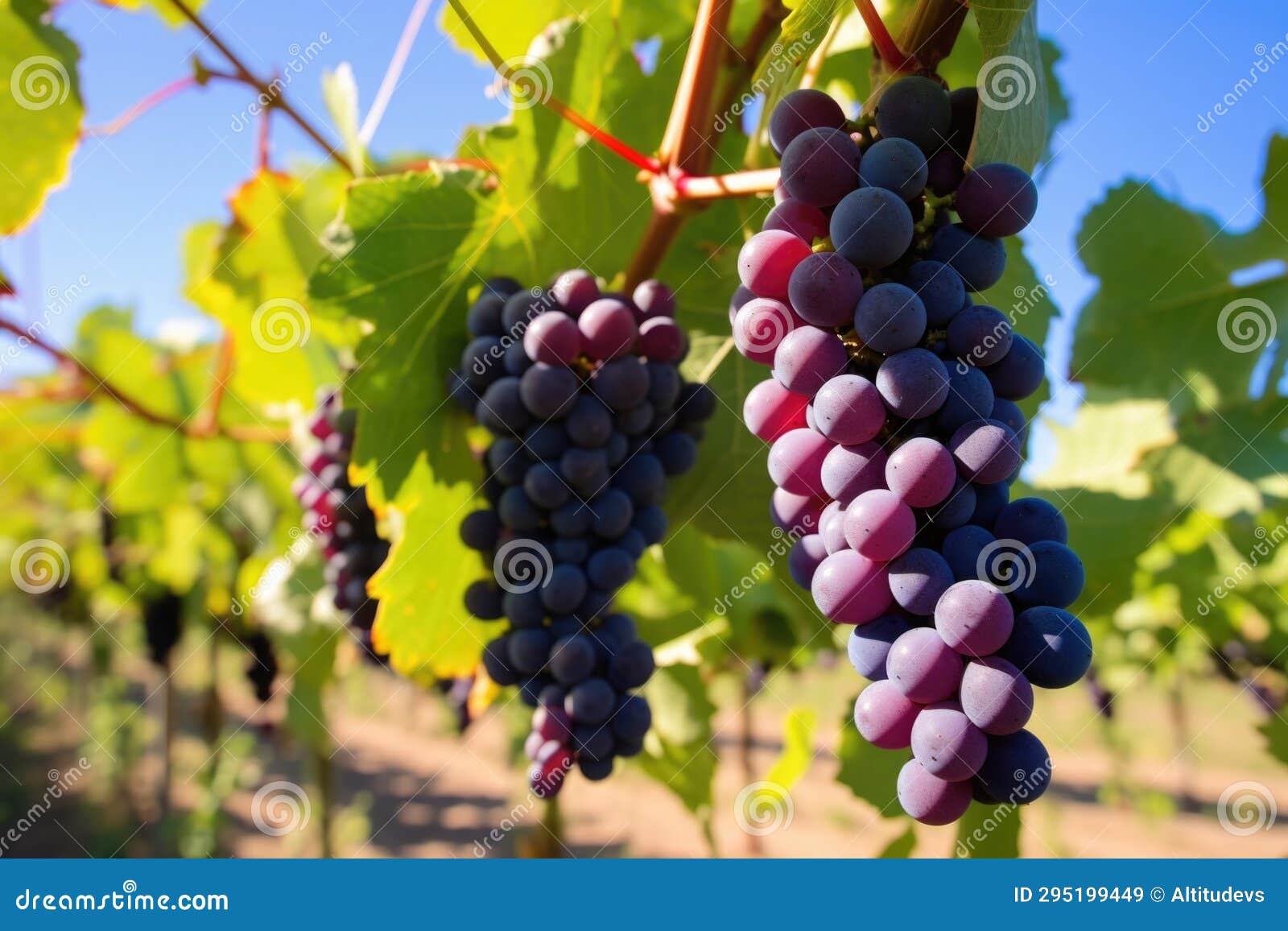 Purple Grapes in Vines Ready for Harvest Stock Image - Image of ...