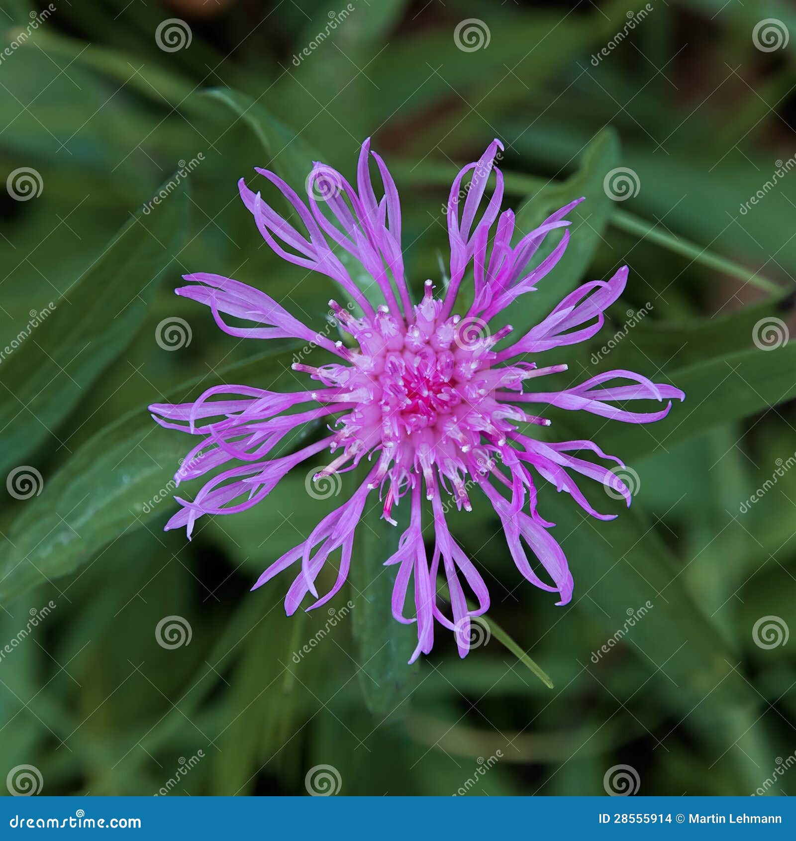 Purple Greater Knapweed Flower Stock Photo - Image of european, nature ...
