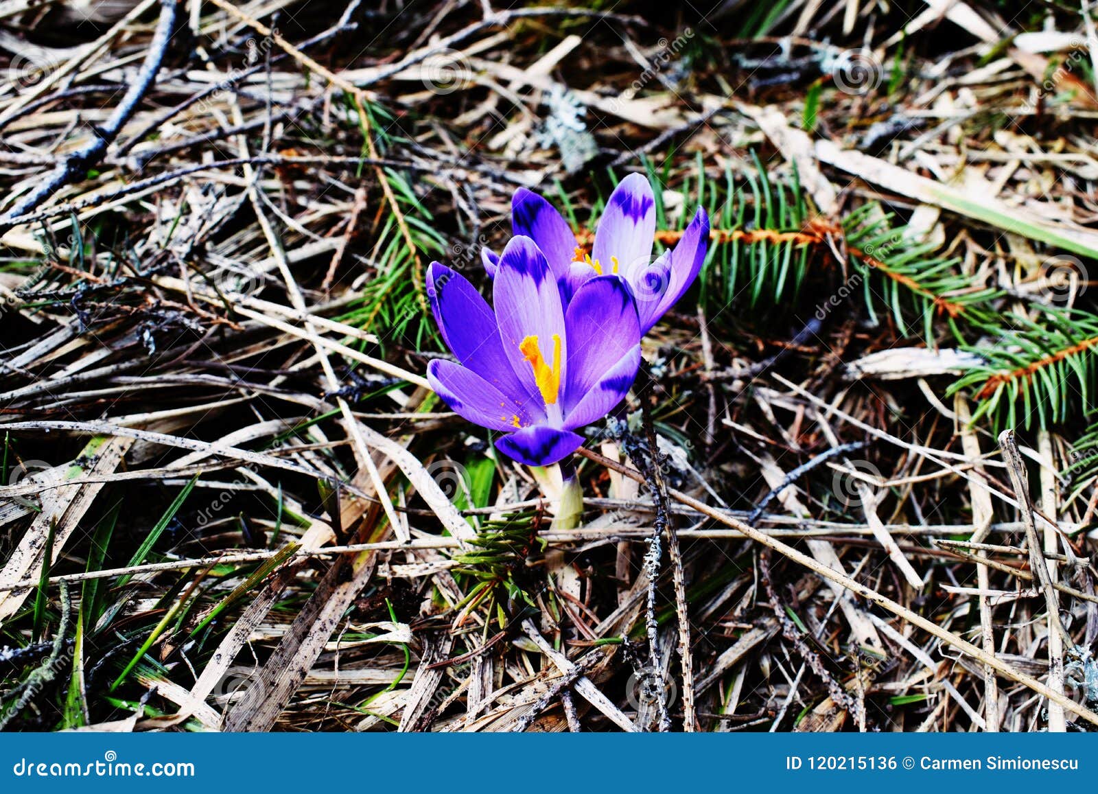 Purple, Green and Gray stock photo. Image of world, crocus - 120215136
