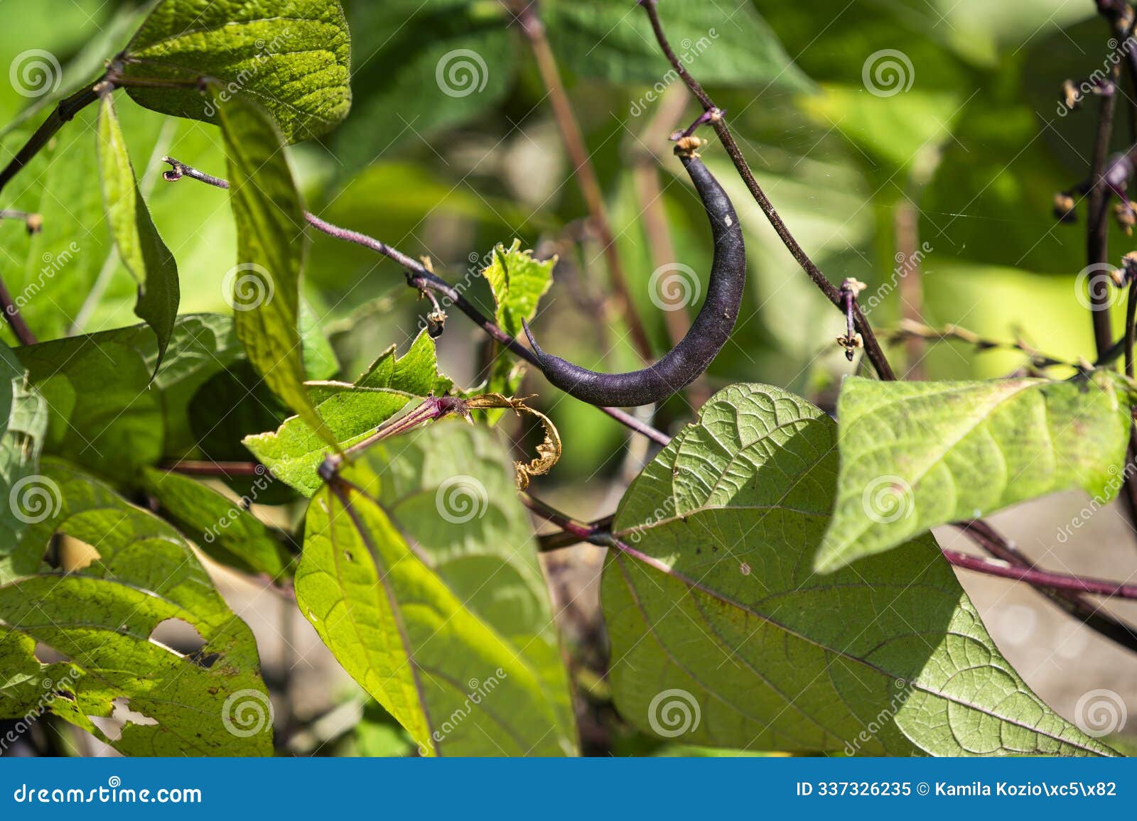 Purple Green String Beans Growing in the Garden in Summer Stock Image ...