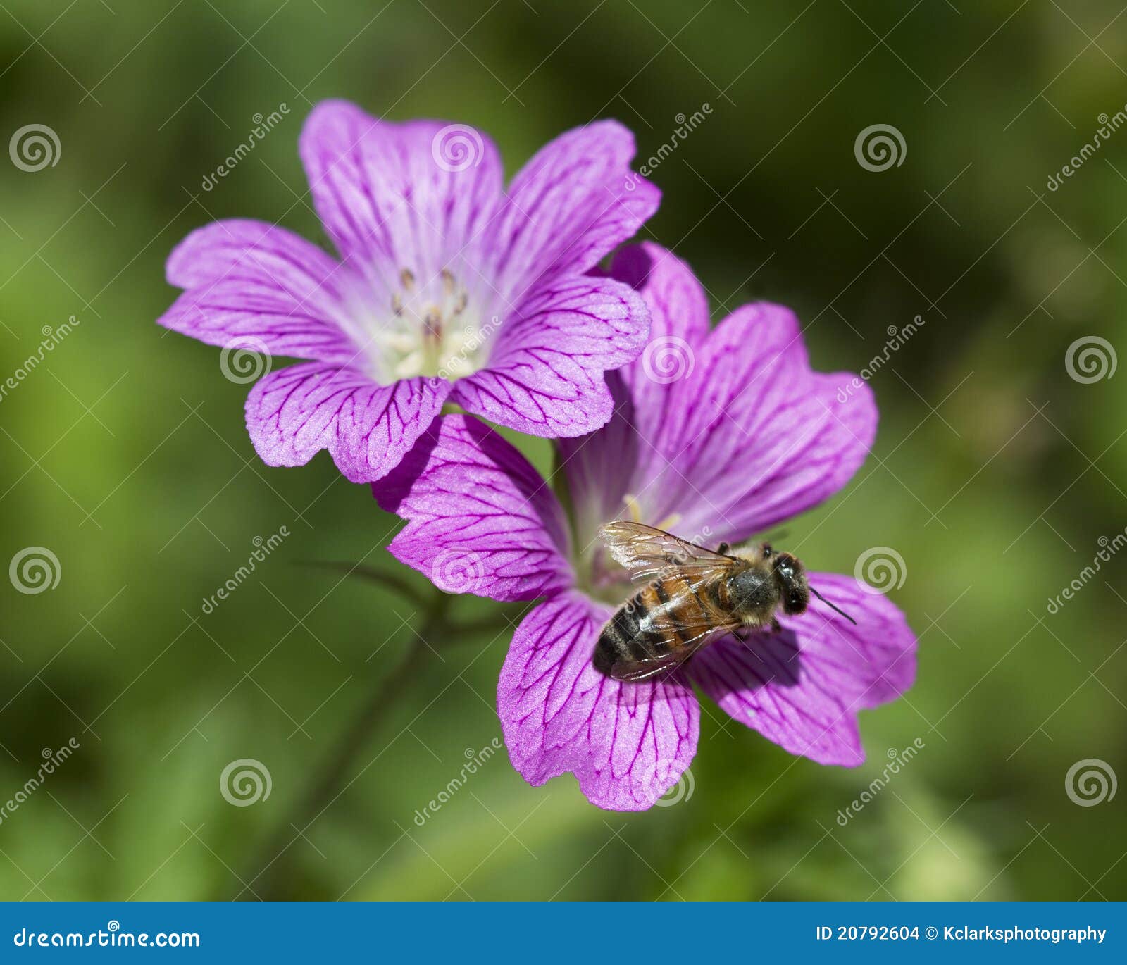 Hardy Geranium Magniflorum, Close-up Purple Flowers Stock Image ...