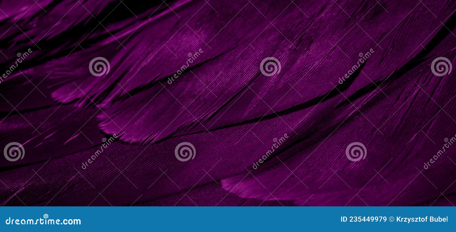 Purple Hawk Feathers with Visible Detail. Background or Texture Stock ...