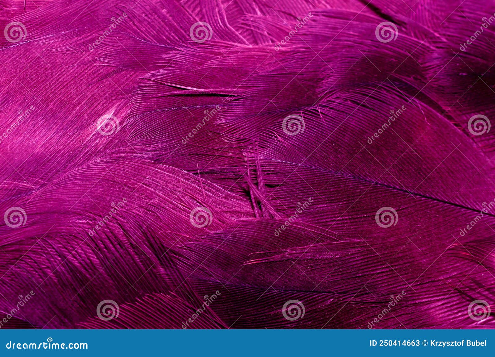 Purple Hawk Feathers with Visible Detail. Background or Texture Stock ...