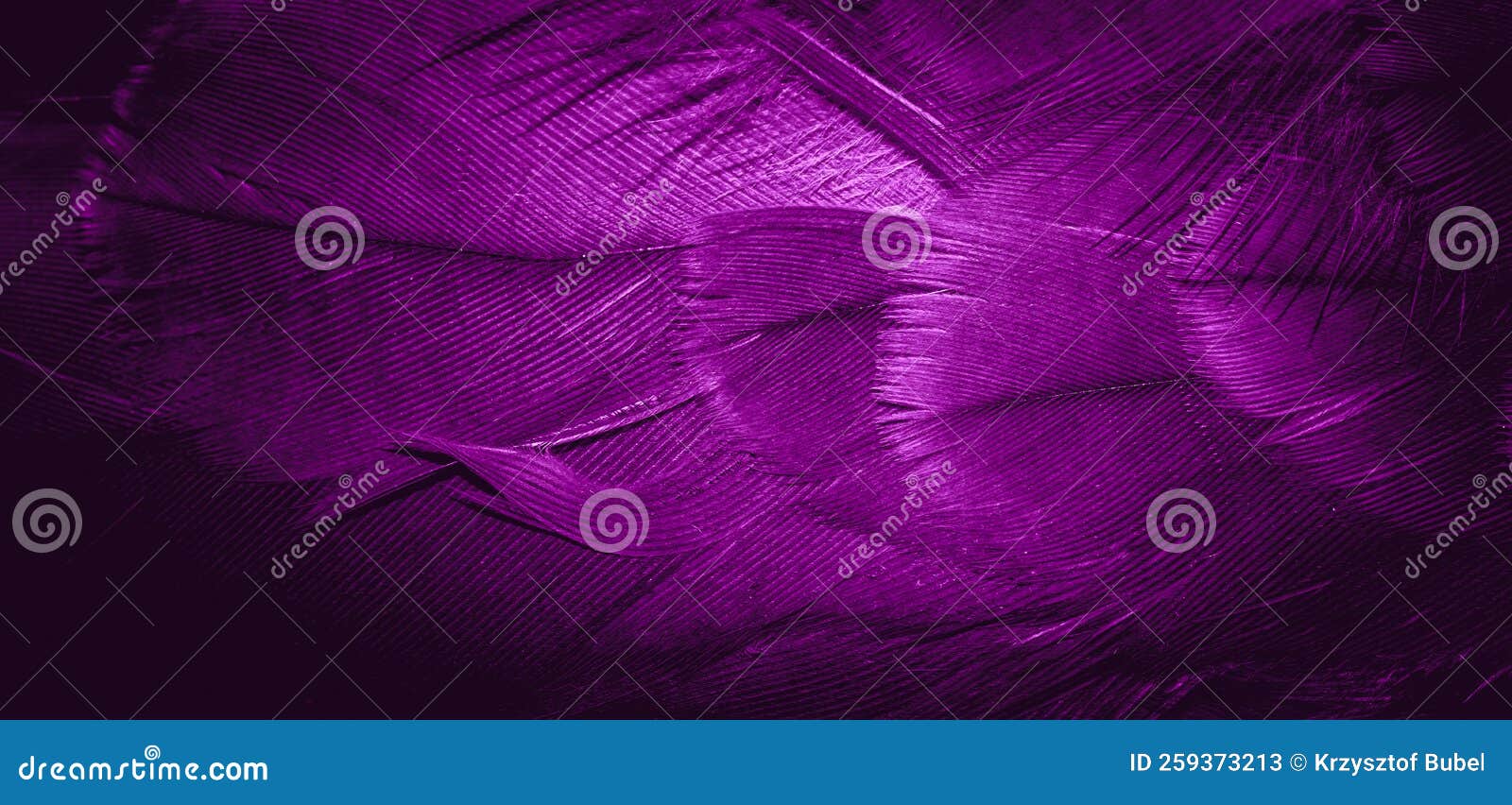 Purple Hawk Feathers with Visible Detail. Background or Texture Stock ...