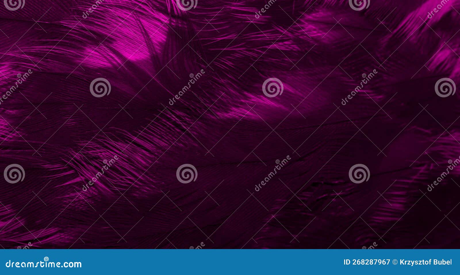 Purple Hawk Feathers with Visible Detail. Background or Texture Stock ...