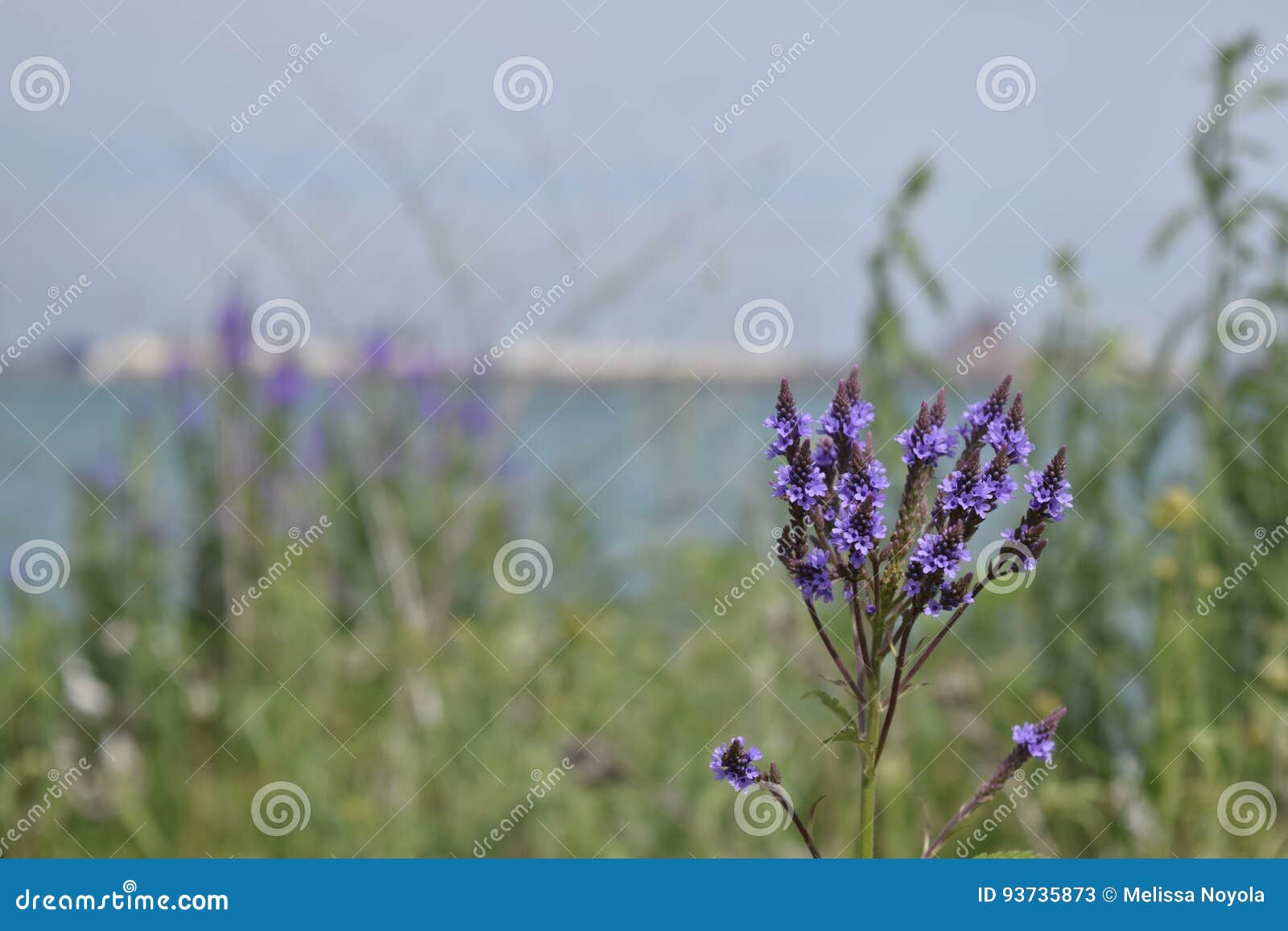 Purple Haze stock image. Image of wild, lake, haze, flower - 93735873