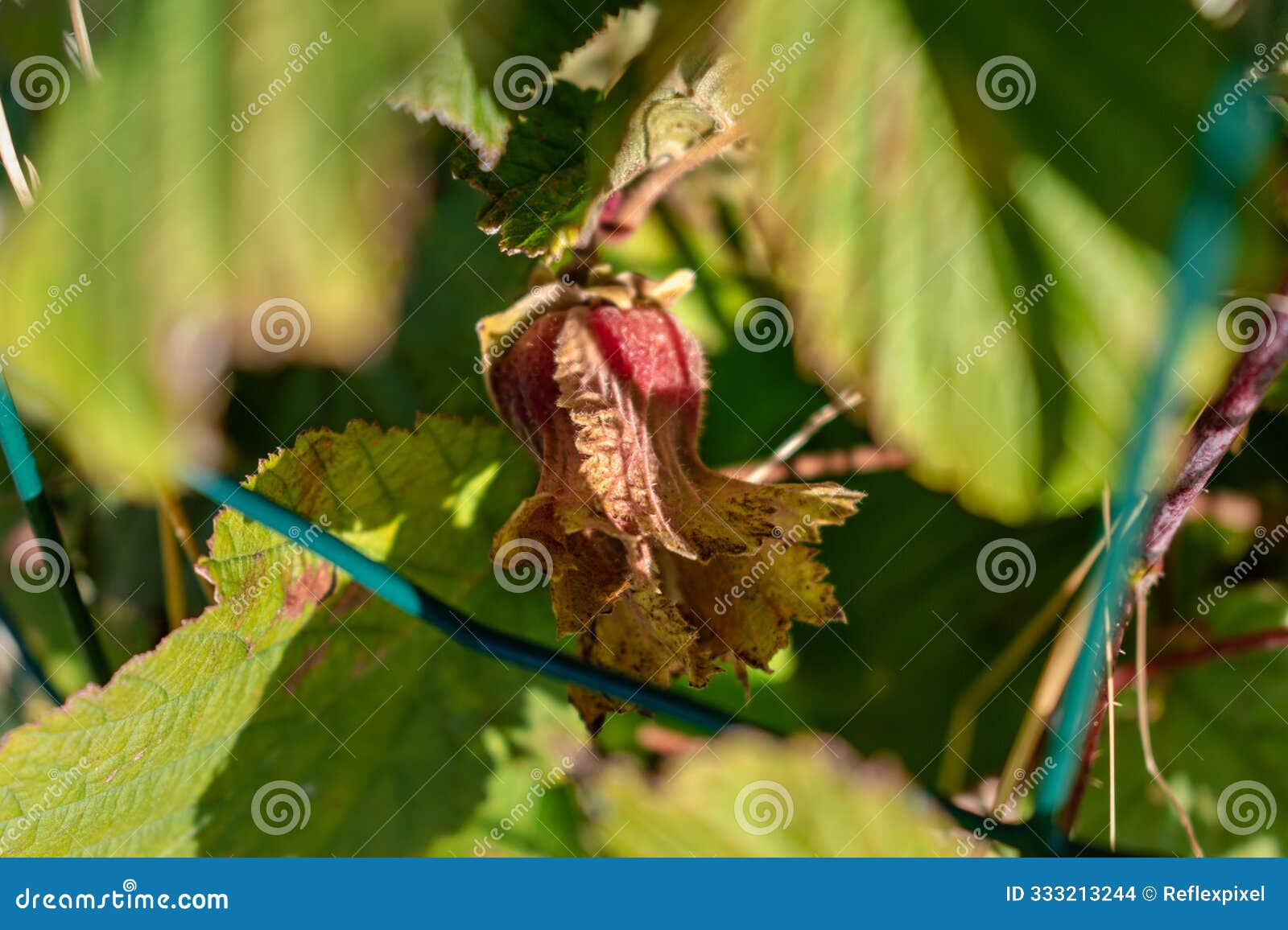 Purple Hazel with Hazelnuts, Corylus Maxima Purpurea Stock Photo ...
