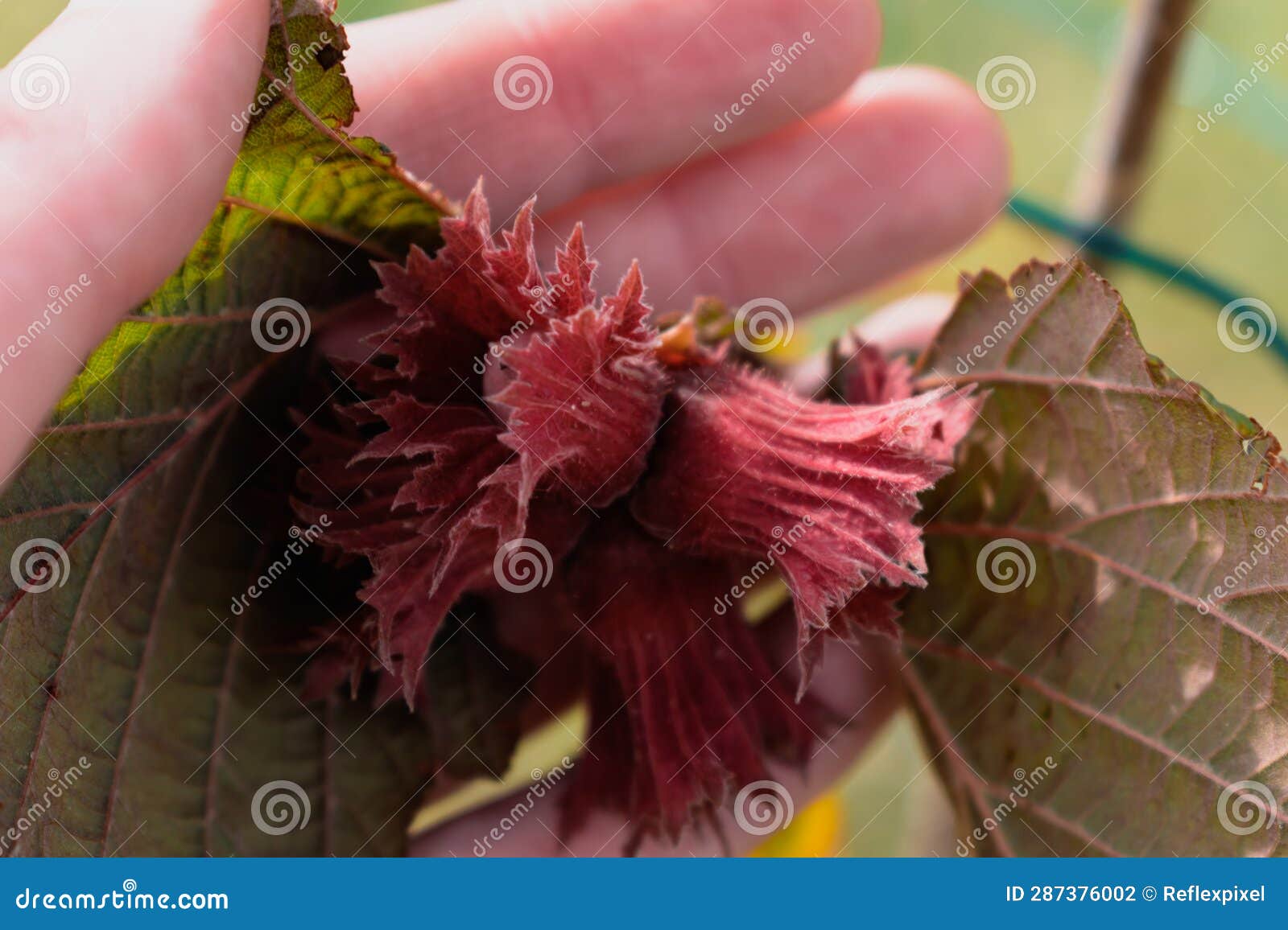 Purple Hazel with Hazelnuts, Corylus Maxima Purpurea Stock Photo ...