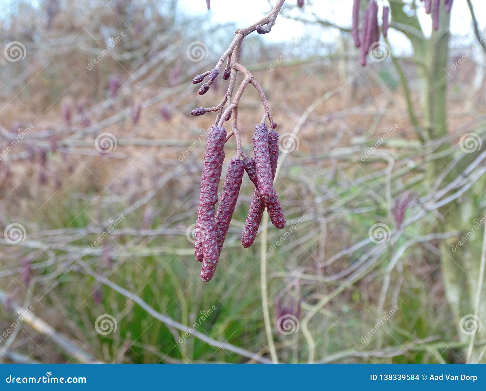 Purple Hazelnut Buds, Close Up 1 Stock Photo - Image of hazelnut ...