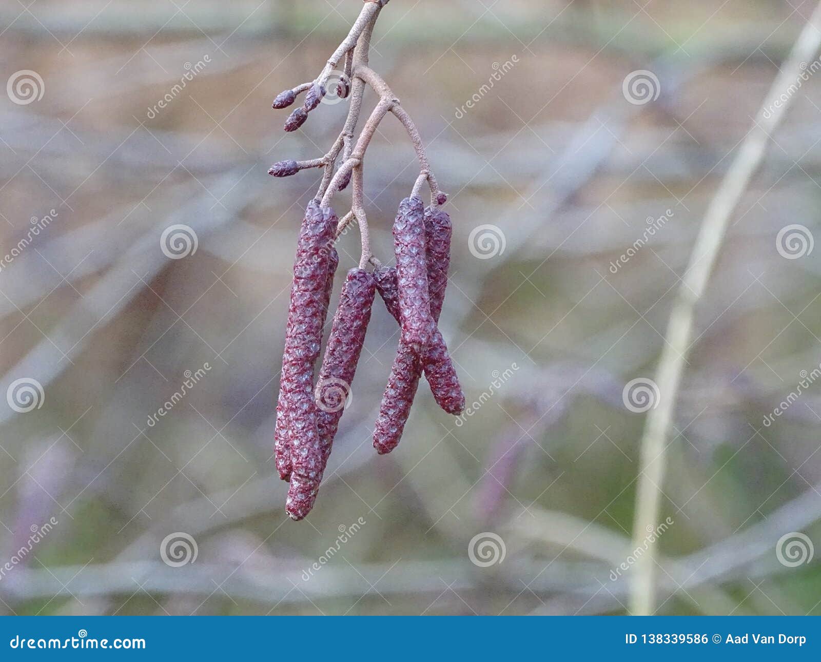 Purple Hazelnut Buds, Close Up 2 Stock Photo - Image of purple, close ...