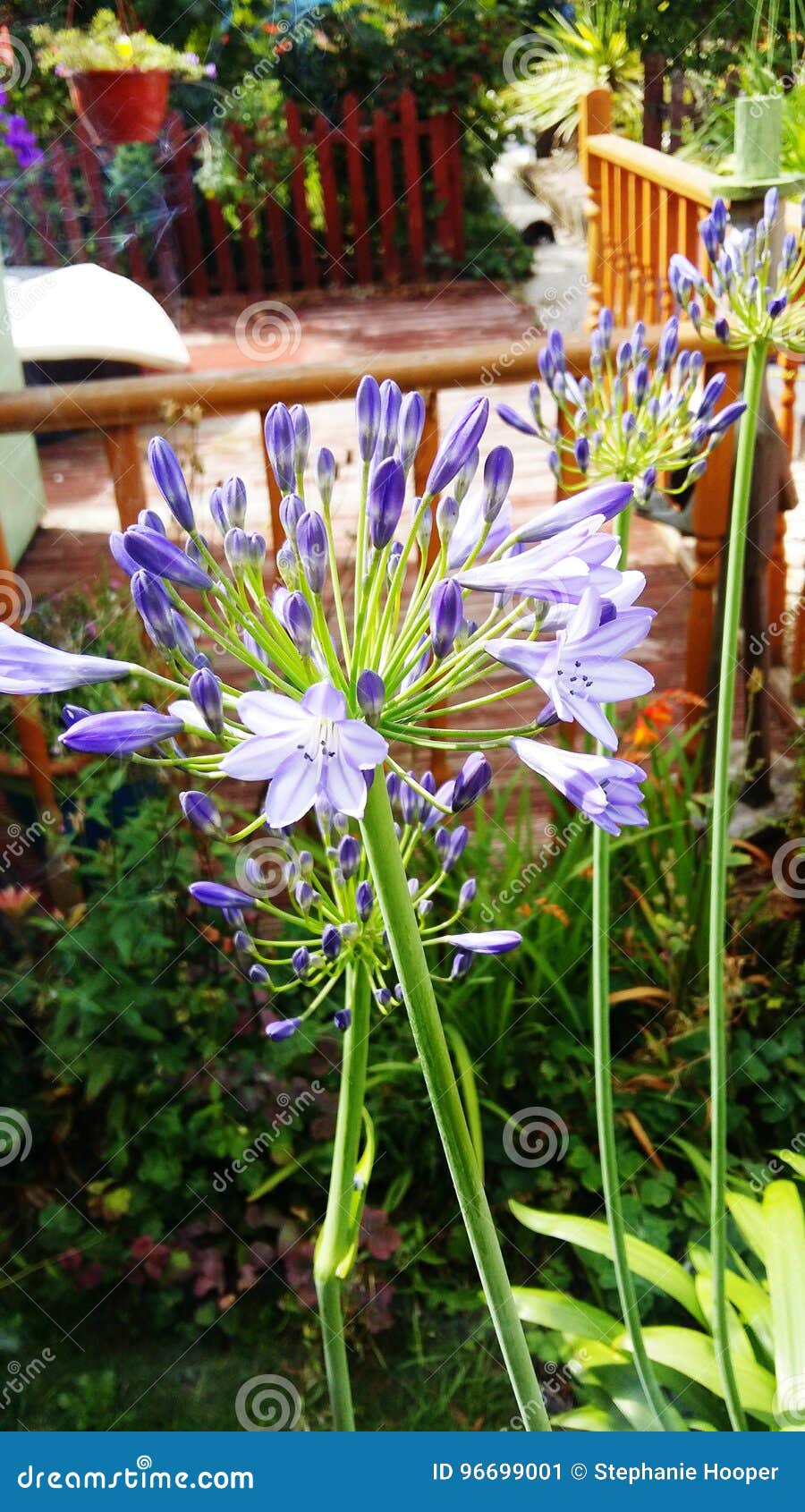 A Purple Head of Firework Flowers Stock Image - Image of flowers, head ...
