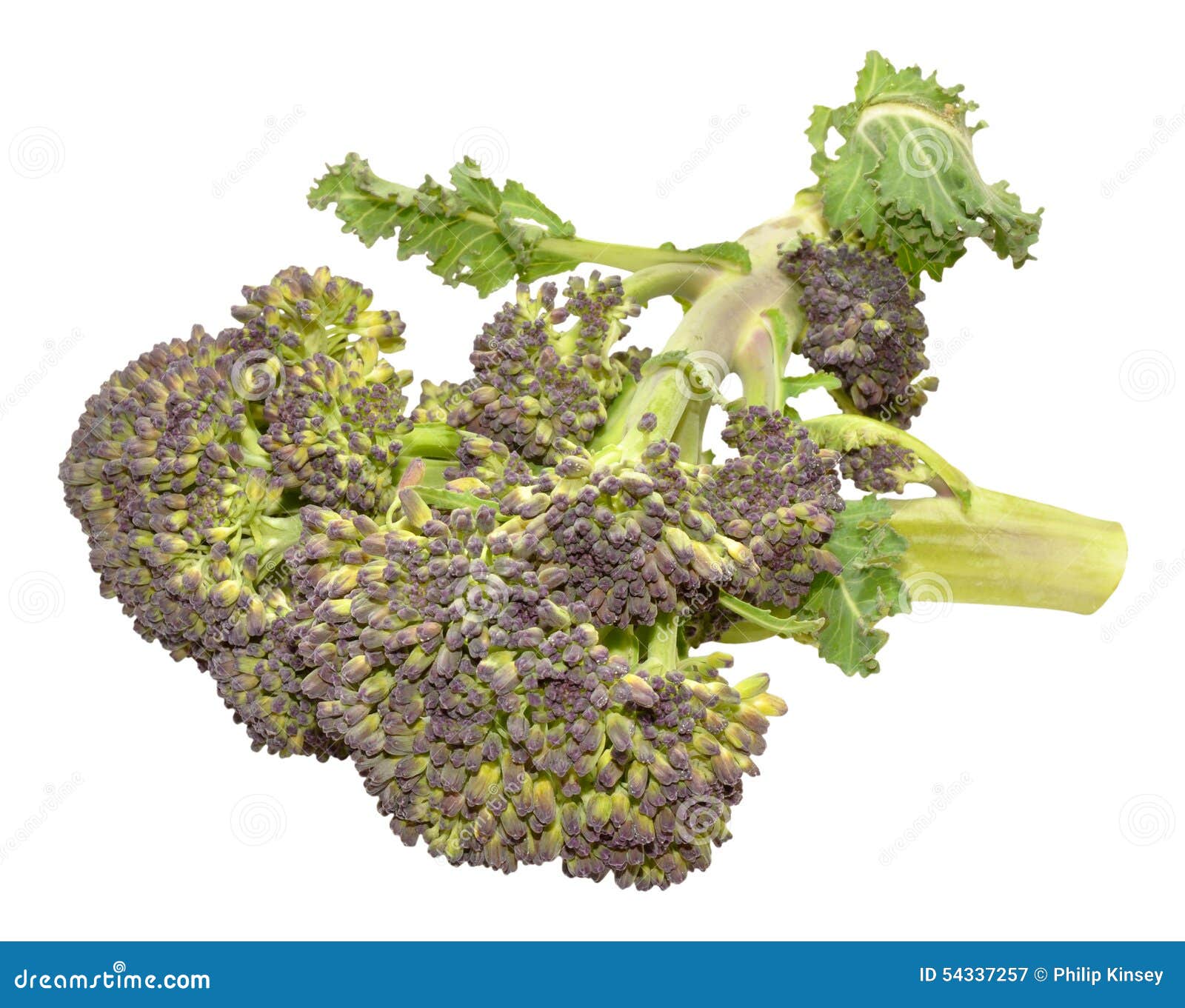 Purple Headed Broccoli stock image. Image of healthy - 54337257