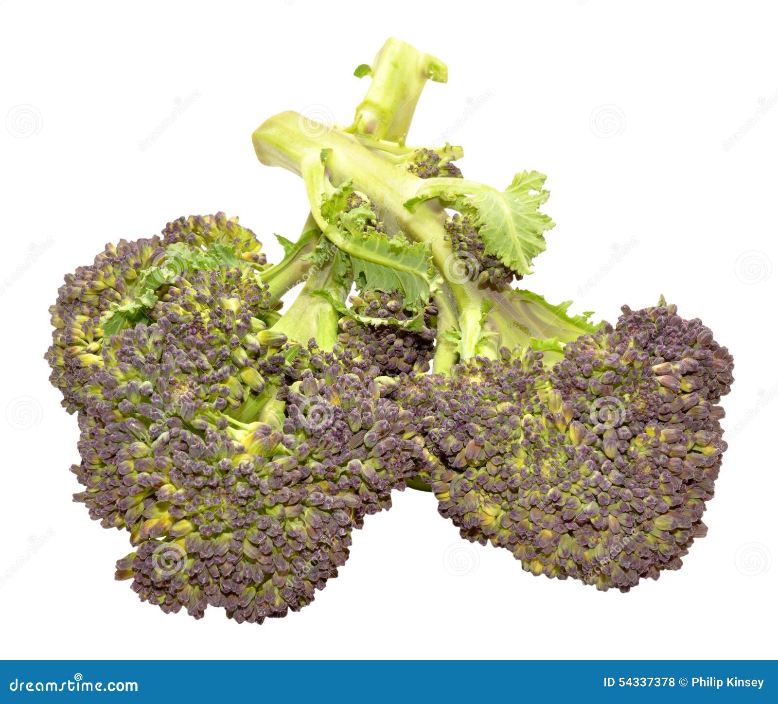 Purple Headed Broccoli stock photo. Image of flower, purple - 54337378