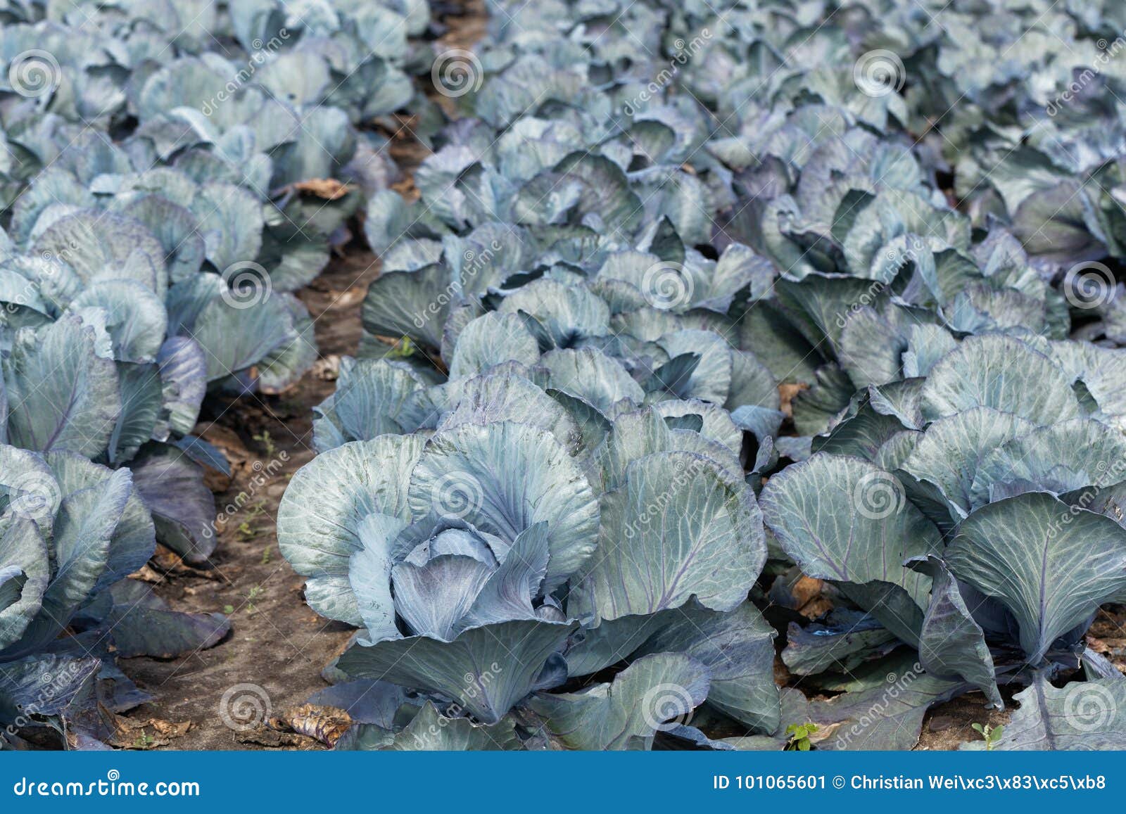 Purple Headed Cabbage Plants Stock Image - Image of diet, botany: 101065601