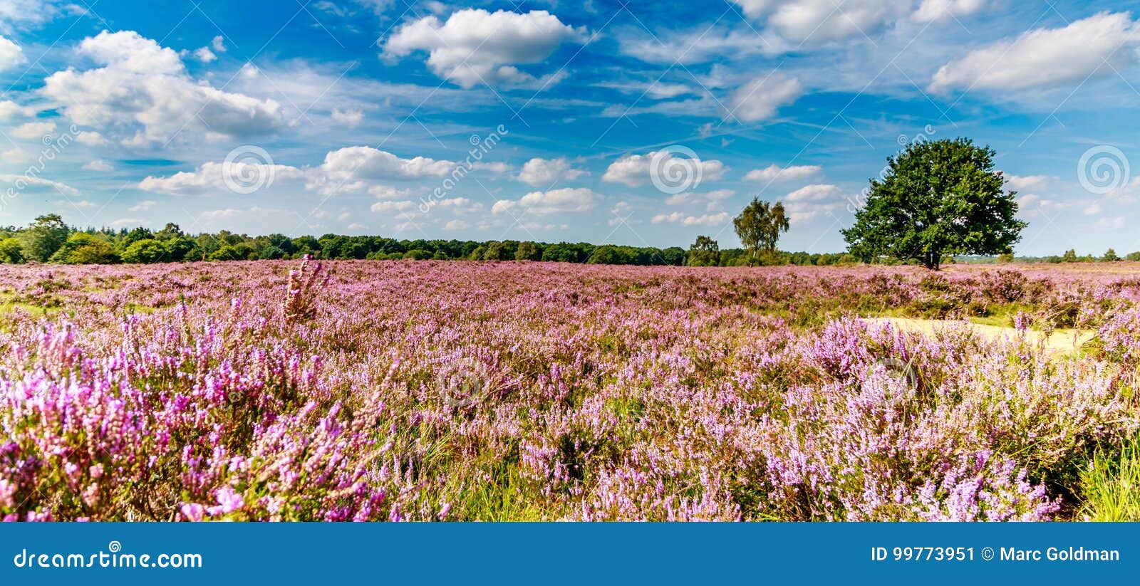 Purple Heath with a Blue Sky with Clouds Stock Image - Image of dutch ...