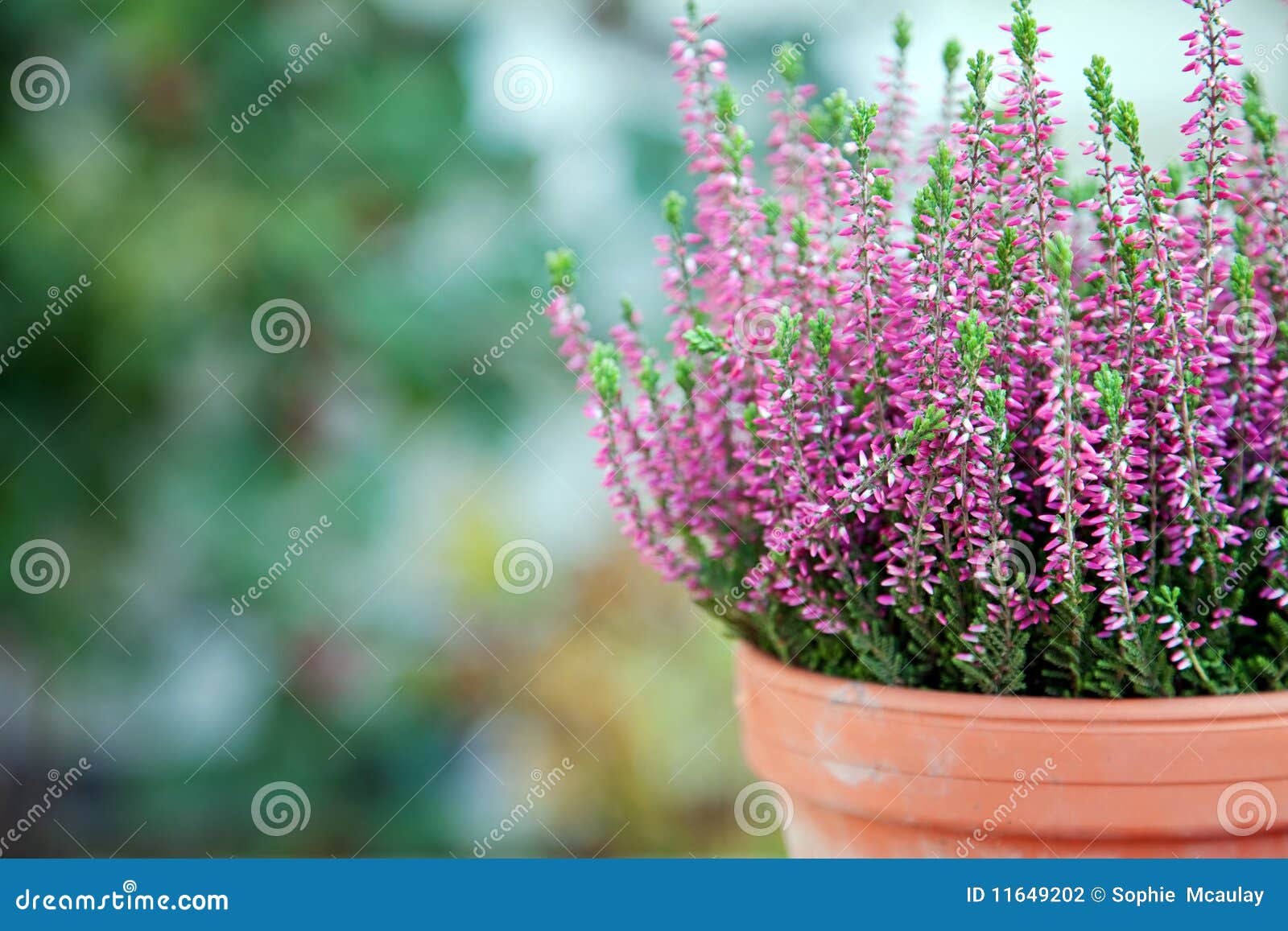 Purple Heather stock photo. Image of pink, hardy, flower - 11649202