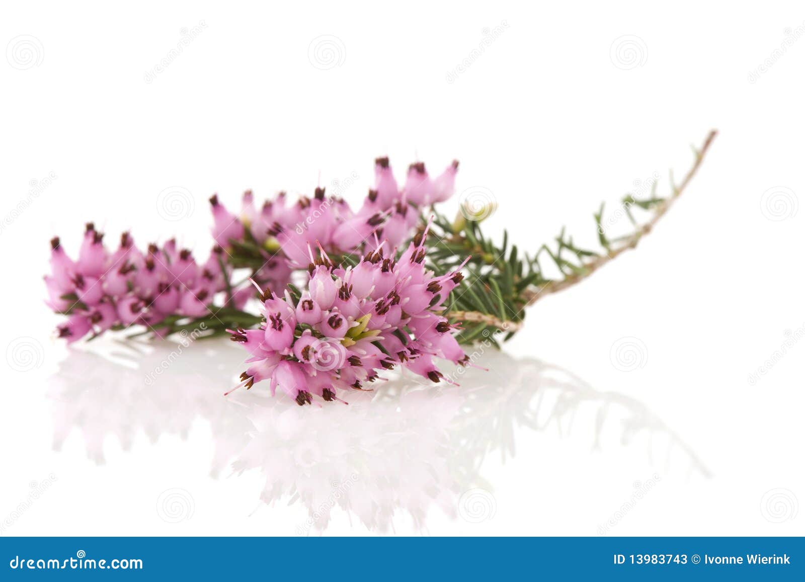 Purple heather stock image. Image of ericaceae, nature - 13983743