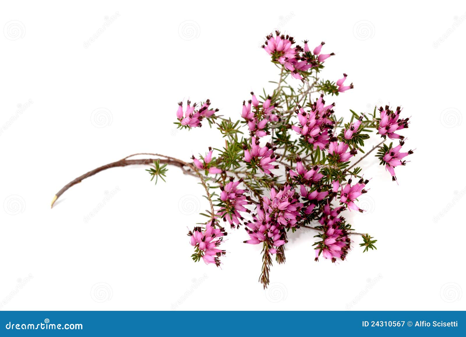 Purple heather stock image. Image of botanical, aromatic - 24310567