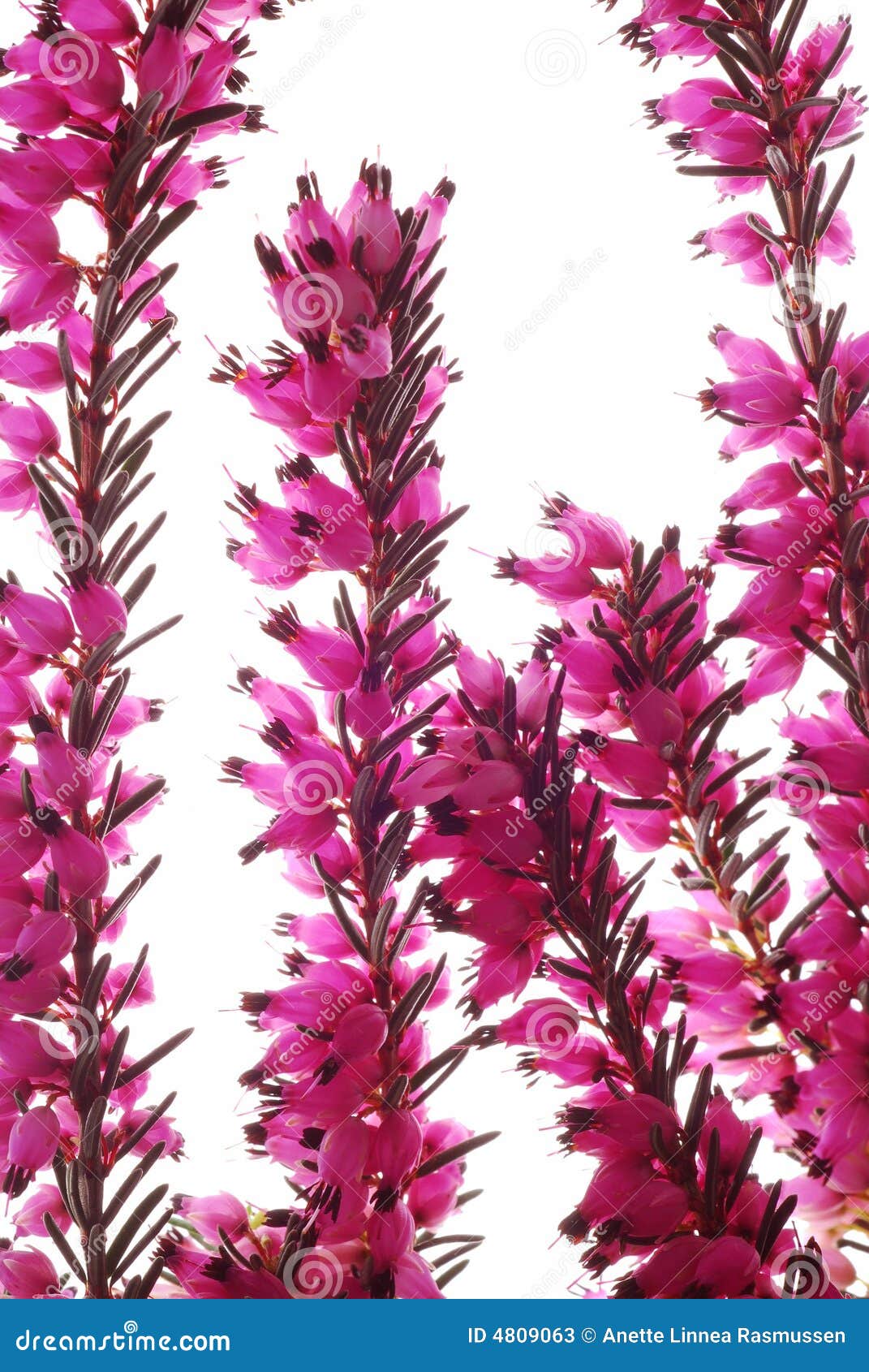 Purple heather stock image. Image of seasonal, bloom, petal - 4809063