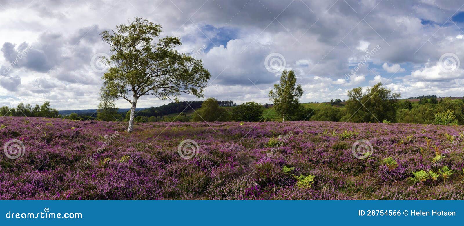 Purple Heather in Bloom in the New Forest Stock Photo - Image of clouds ...