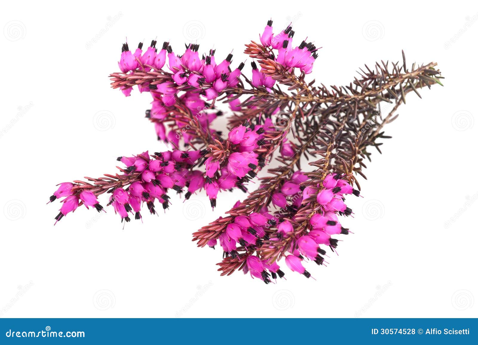 Purple heather stock photo. Image of branch, beauty, medicinal - 30574528