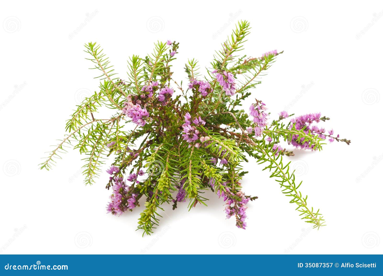 Purple heather stock image. Image of sprig, closeup, cinerea - 35087357