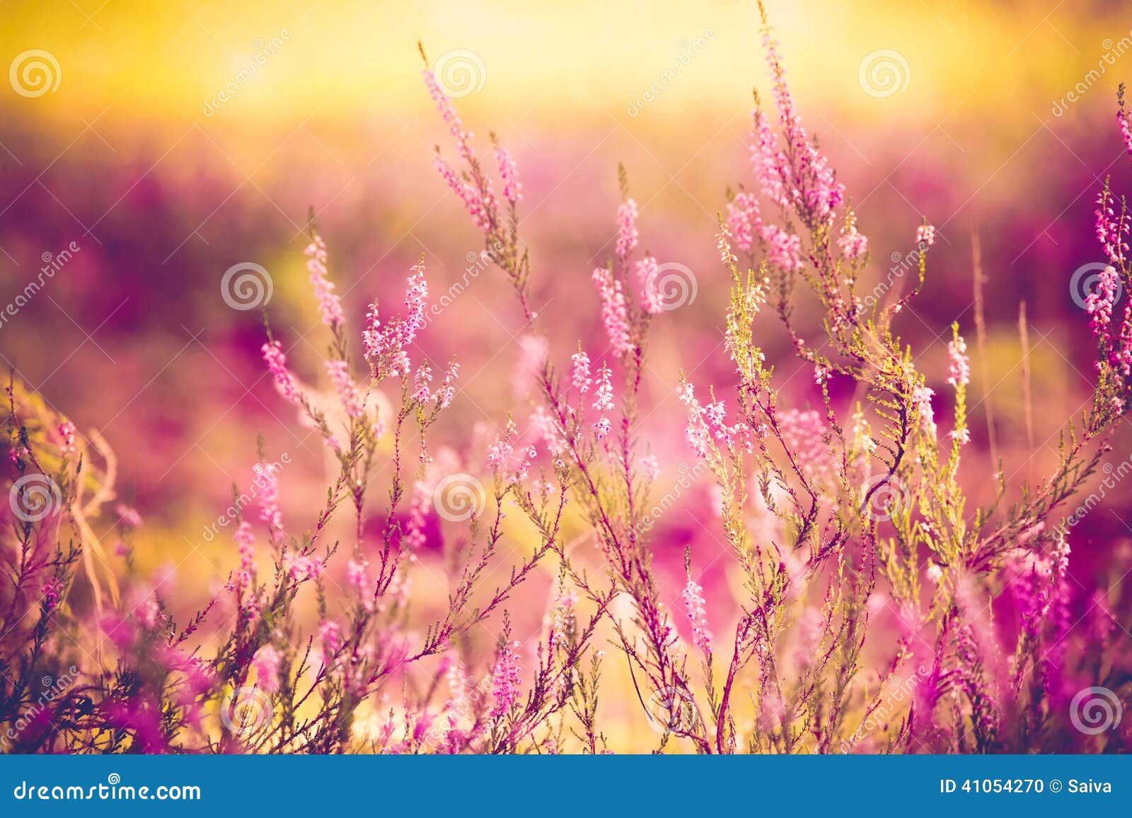 Purple heather stock photo. Image of pink, evening, botany - 41054270