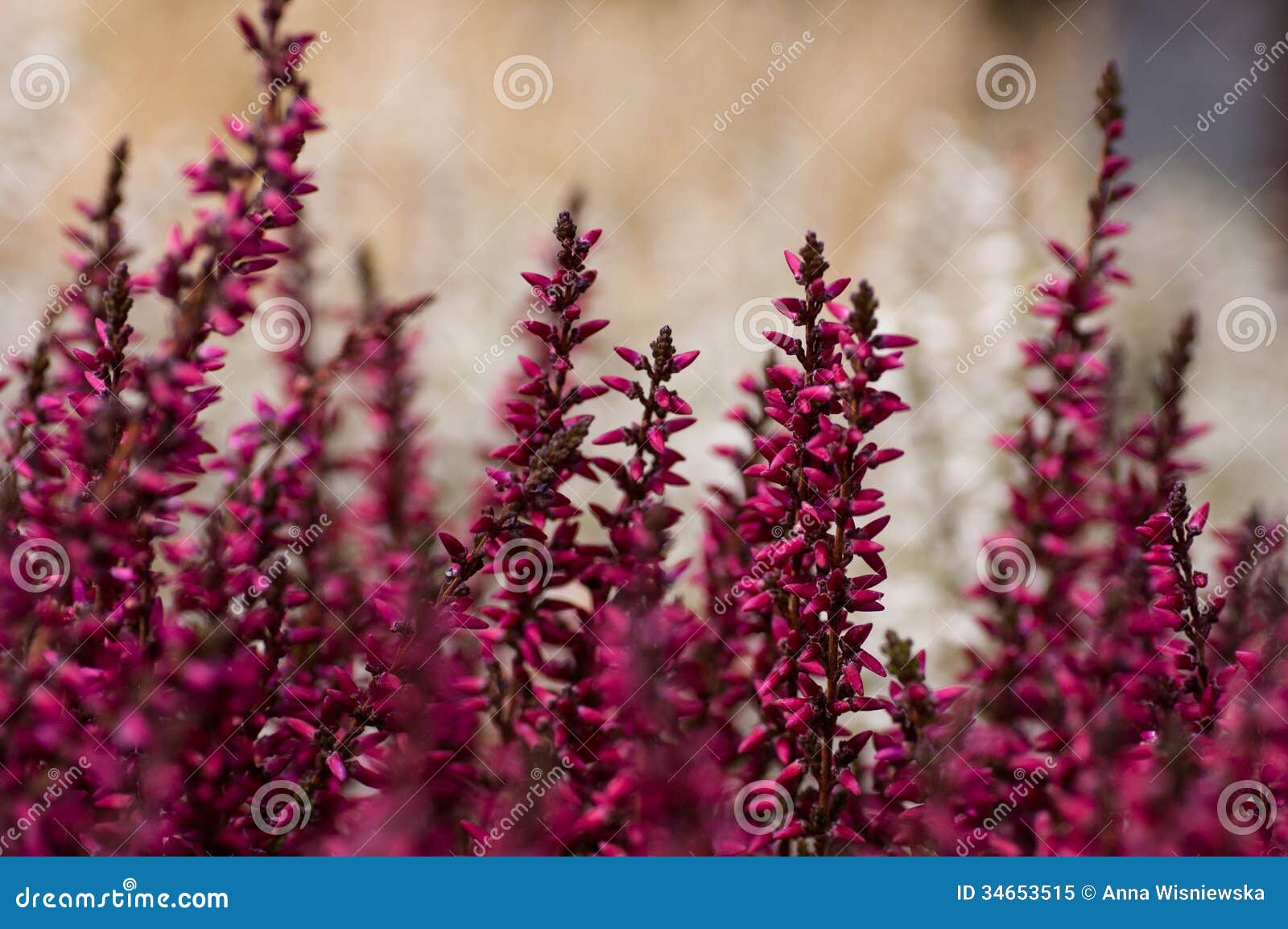 Purple heather stock image. Image of purple, closeup - 34653515