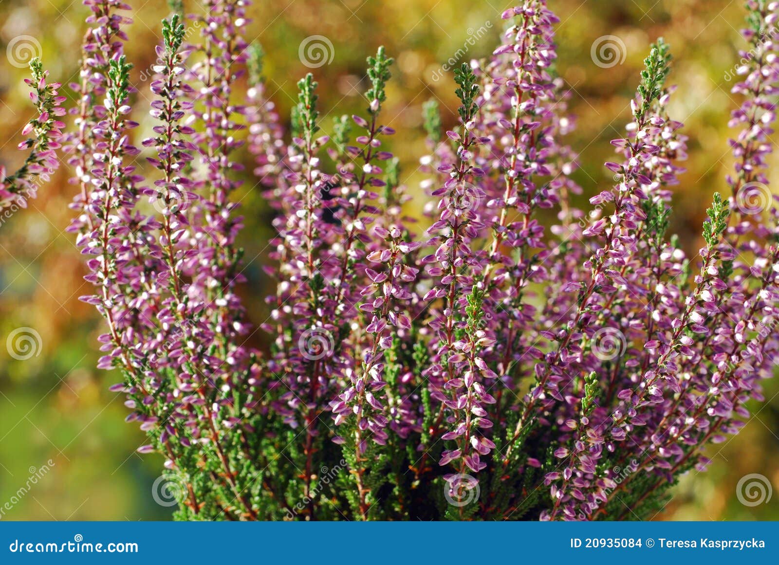 Purple heather flowers stock photo. Image of nature, flower - 20935084