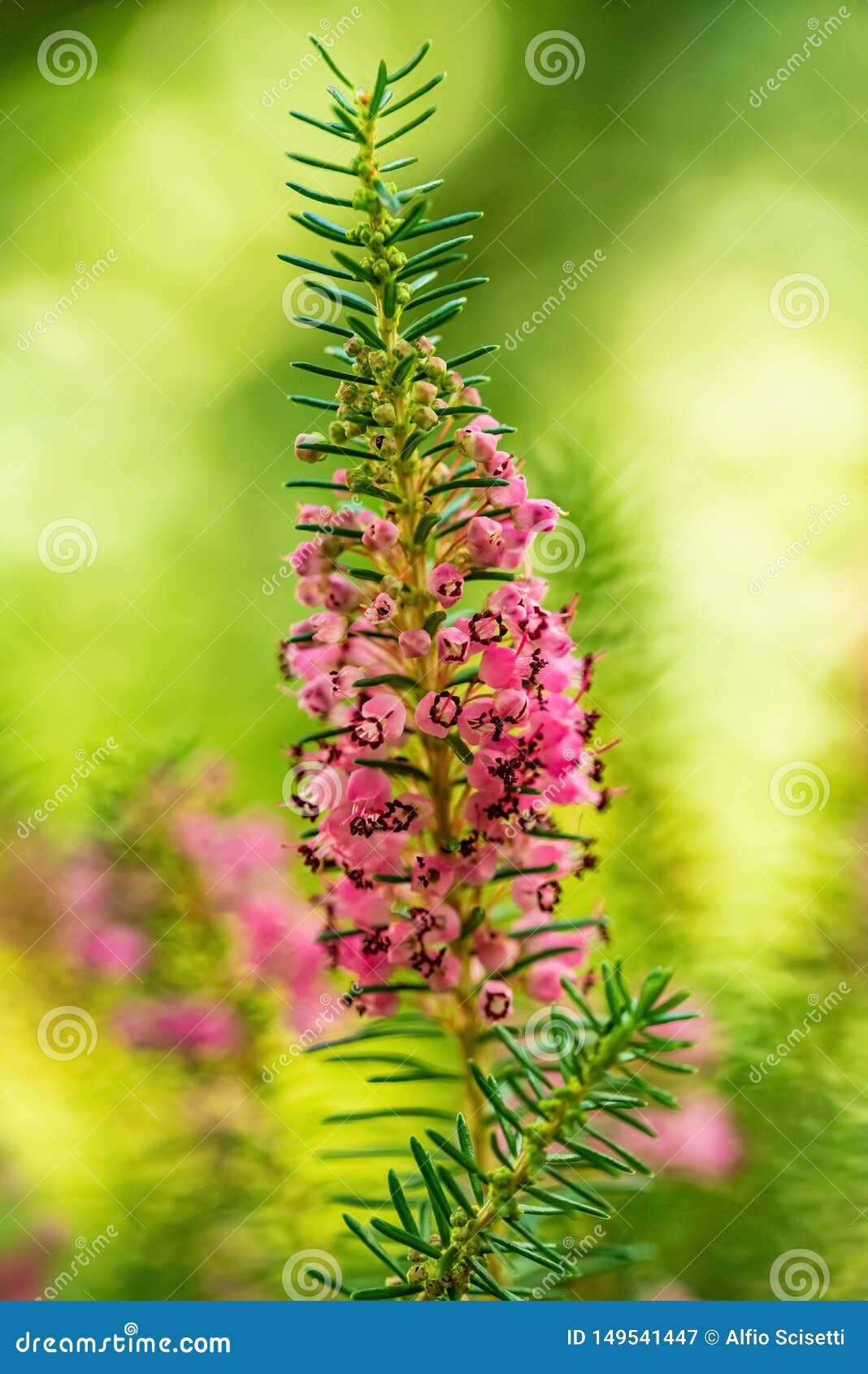 Purple heather flowers stock image. Image of heather - 149541447