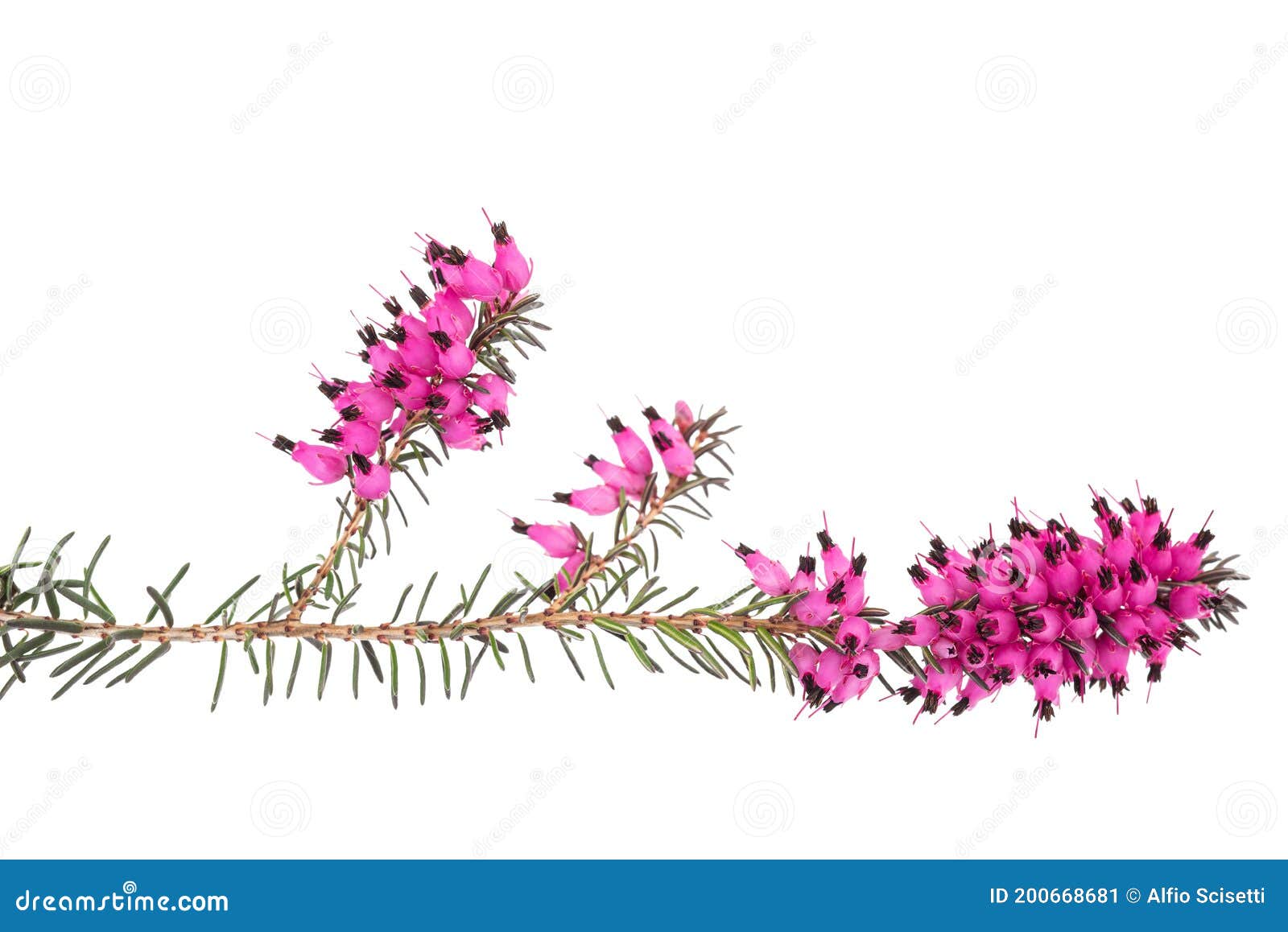 Purple heather flowers stock image. Image of calluna - 200668681