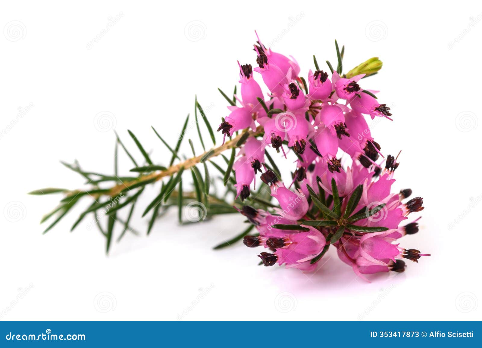 Purple heather flowers stock image. Image of white, flower - 353417873
