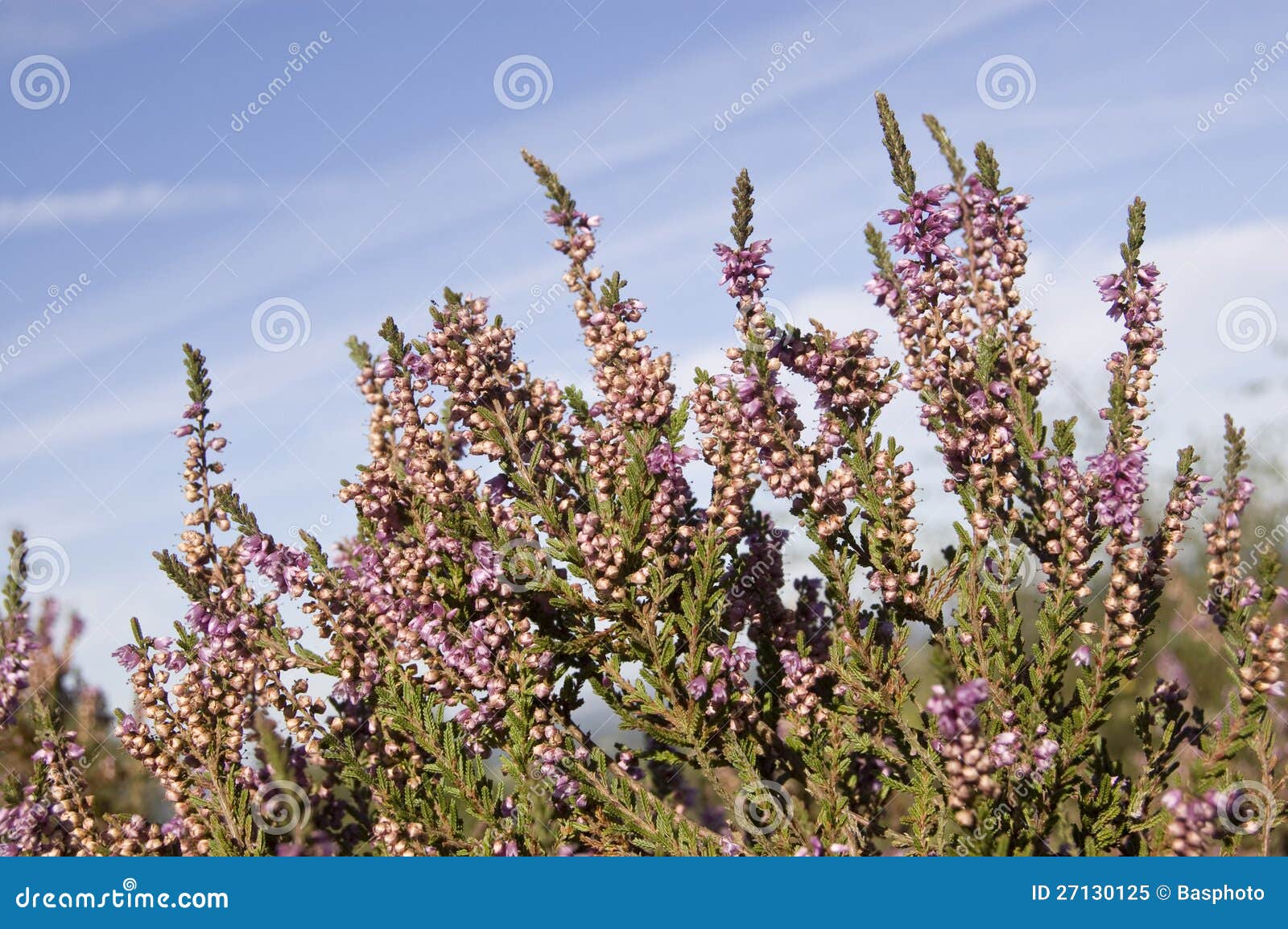 Purple Heather Not Yet Flowering Close Up Stock Photography ...