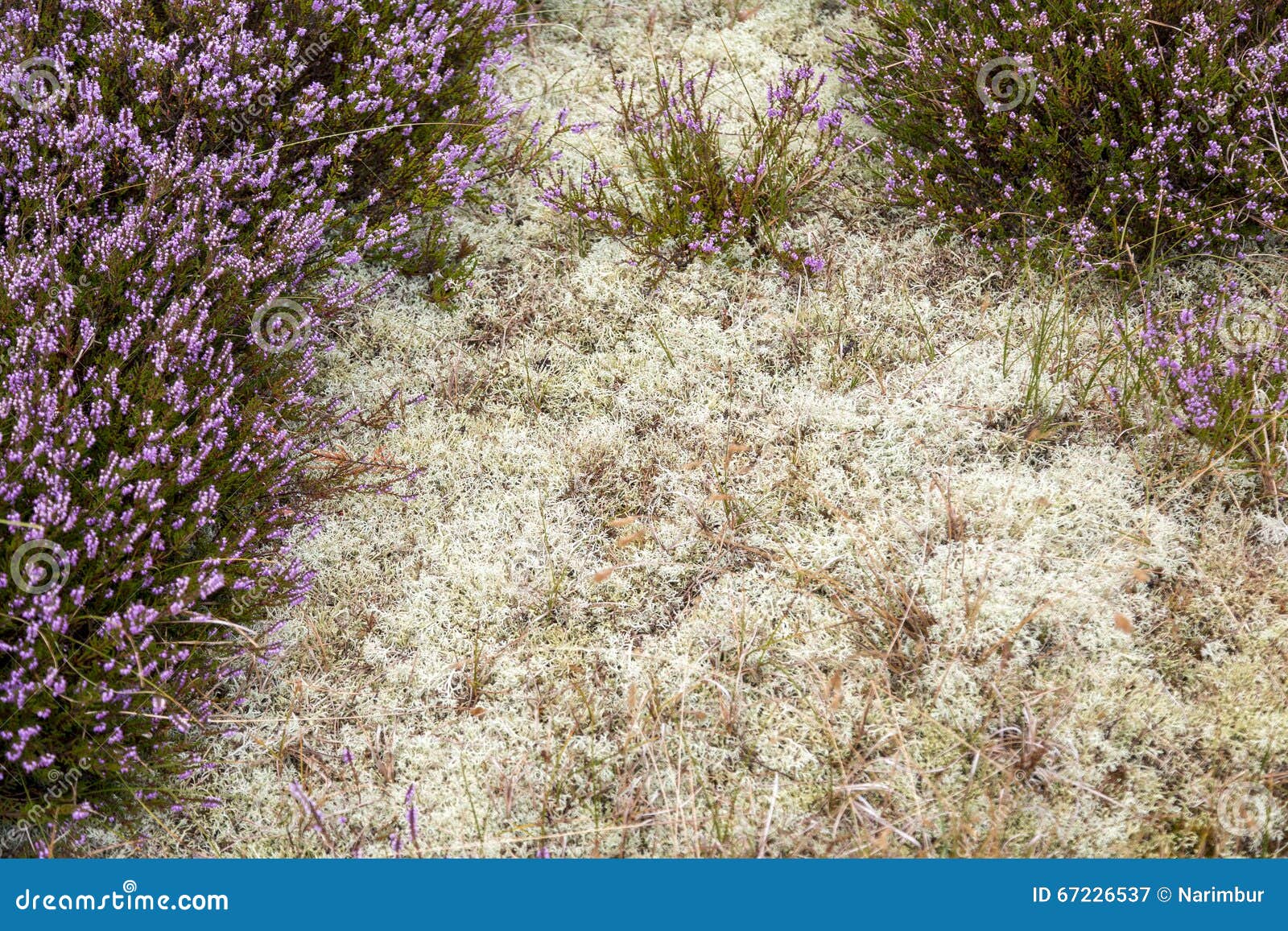 Closeup Heather Moss Backgrounds Stock Photos - Free & Royalty-Free ...