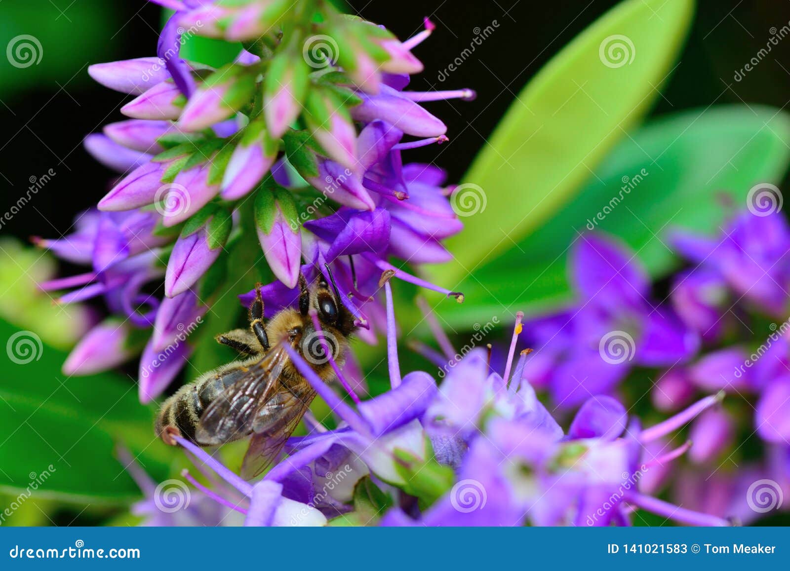 Purple hebe flower stock image. Image of horticulture - 141021583